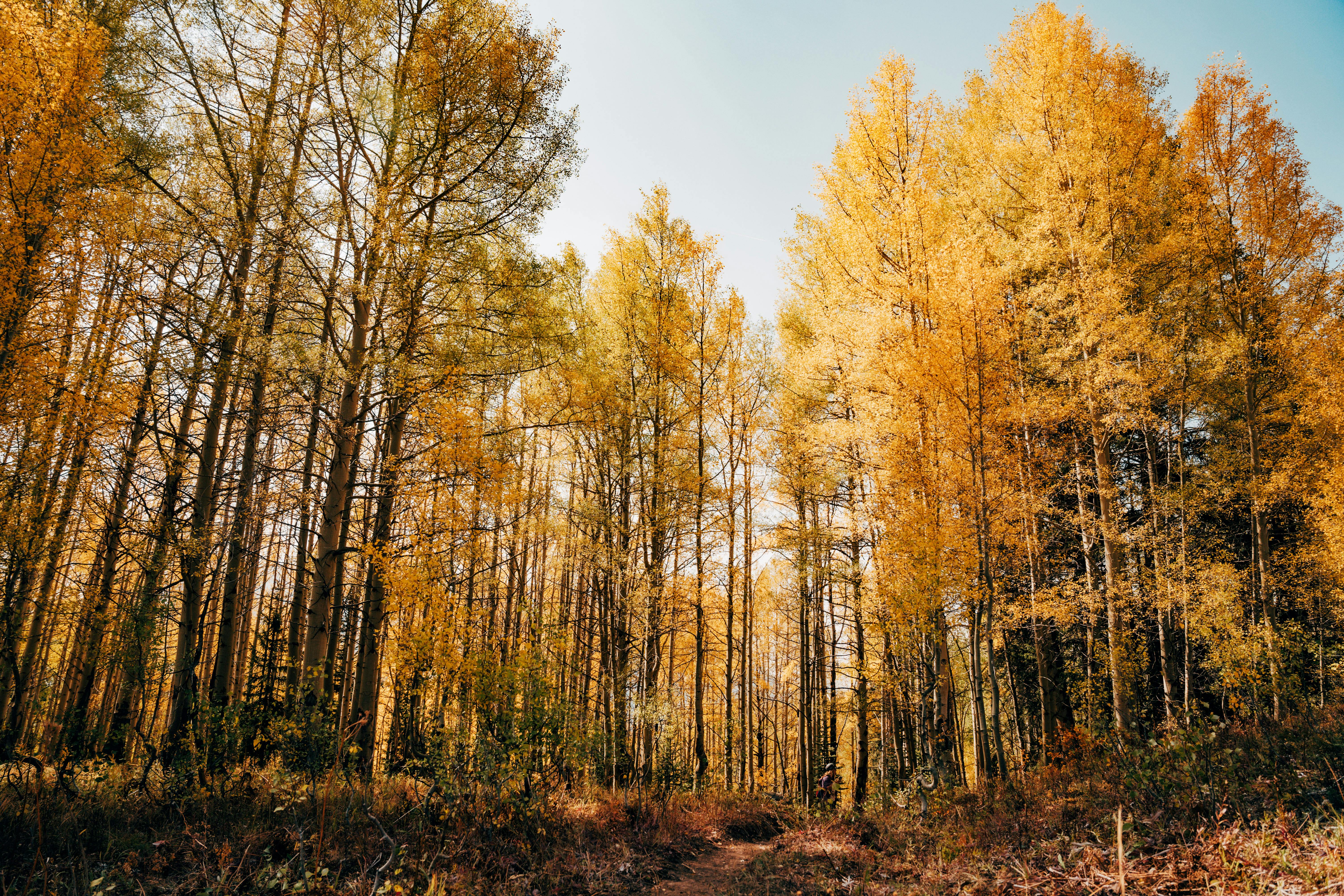 Forest Trees During Autumn · Free Stock Photo