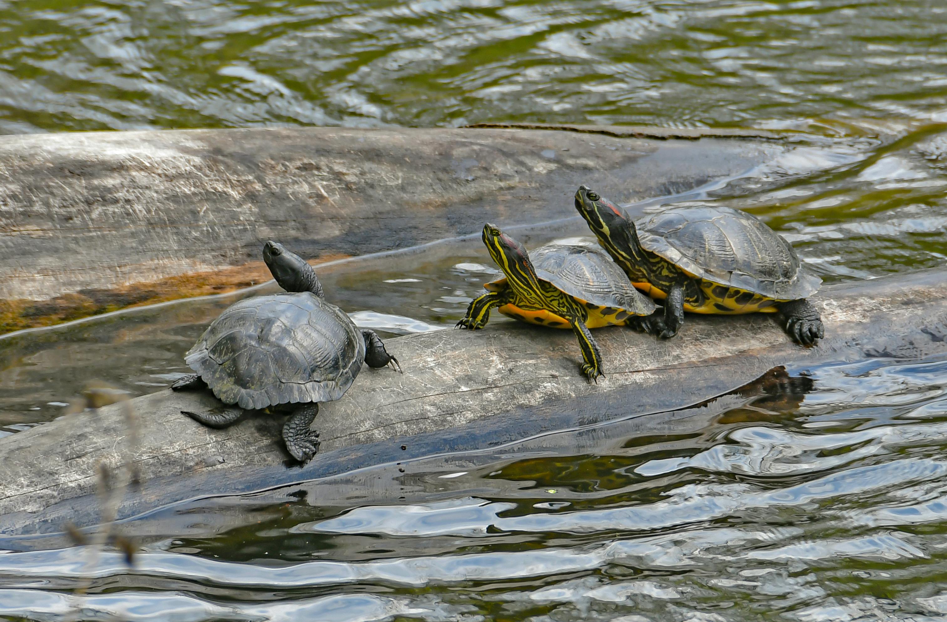 Eastern Painted Turtle on the Floating Wood on the Lake · Free Stock Photo
