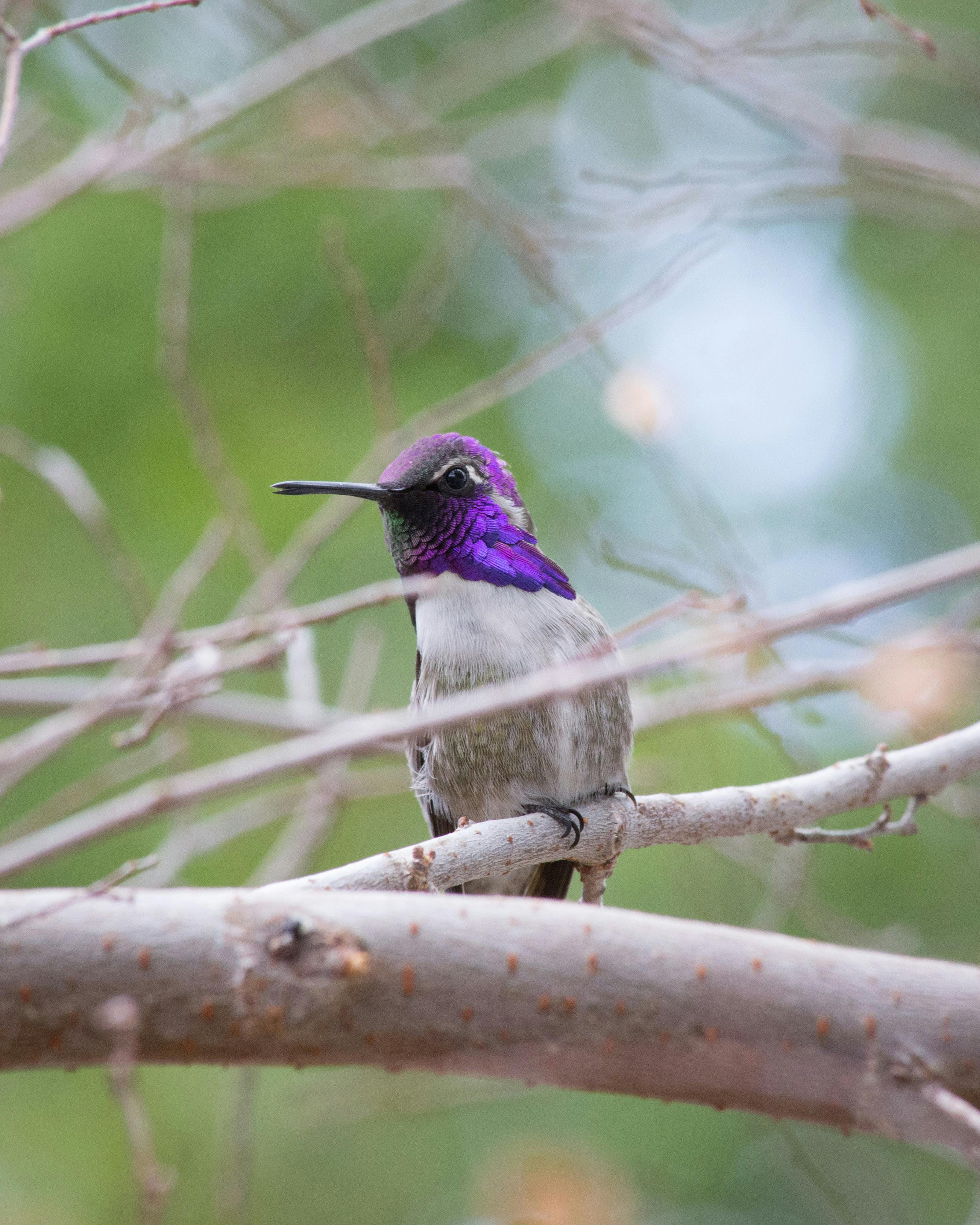 Bird on a Tree Branch · Free Stock Photo