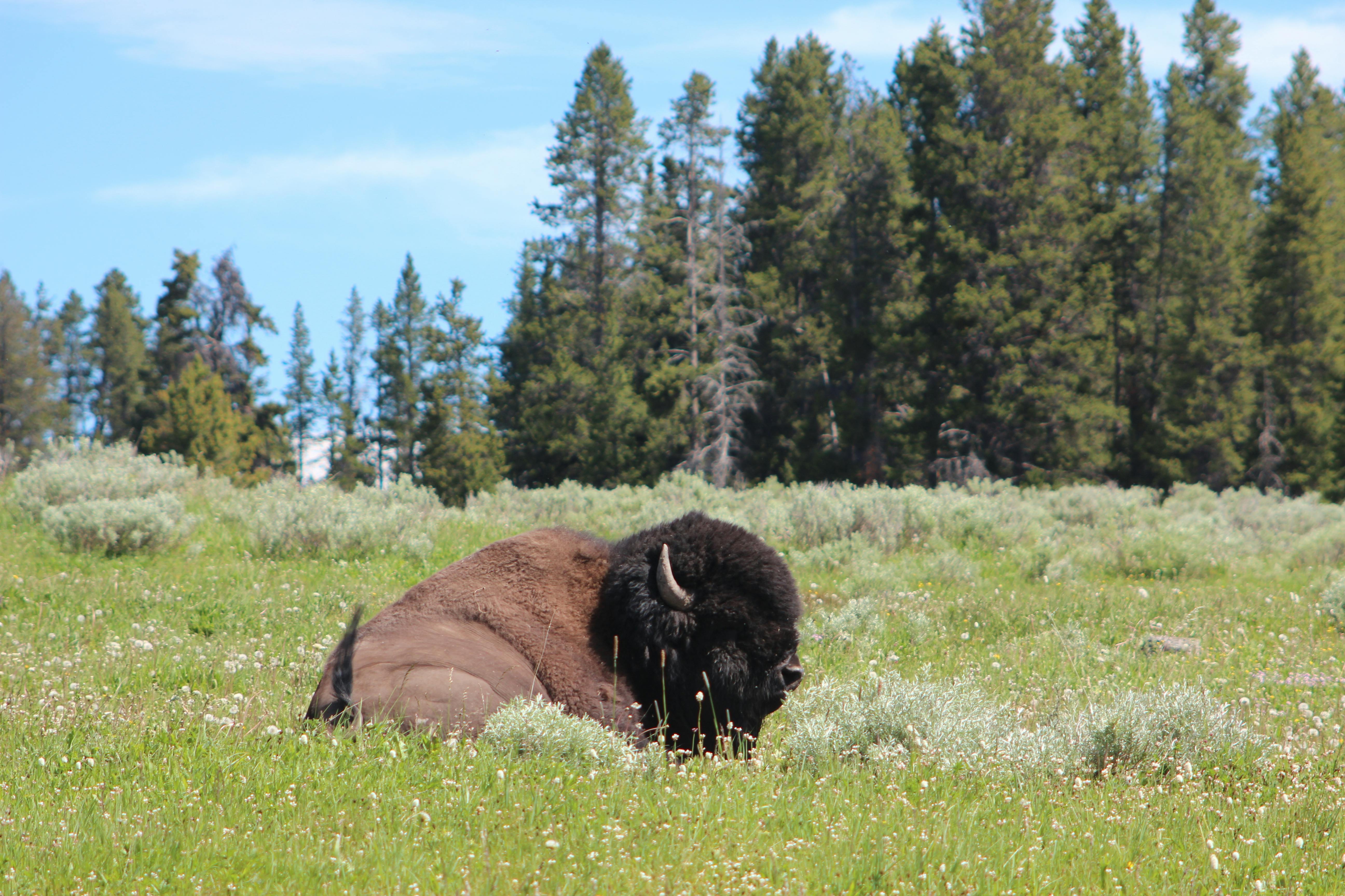 A Bison Sitting on a Grassy Field · Free Stock Photo