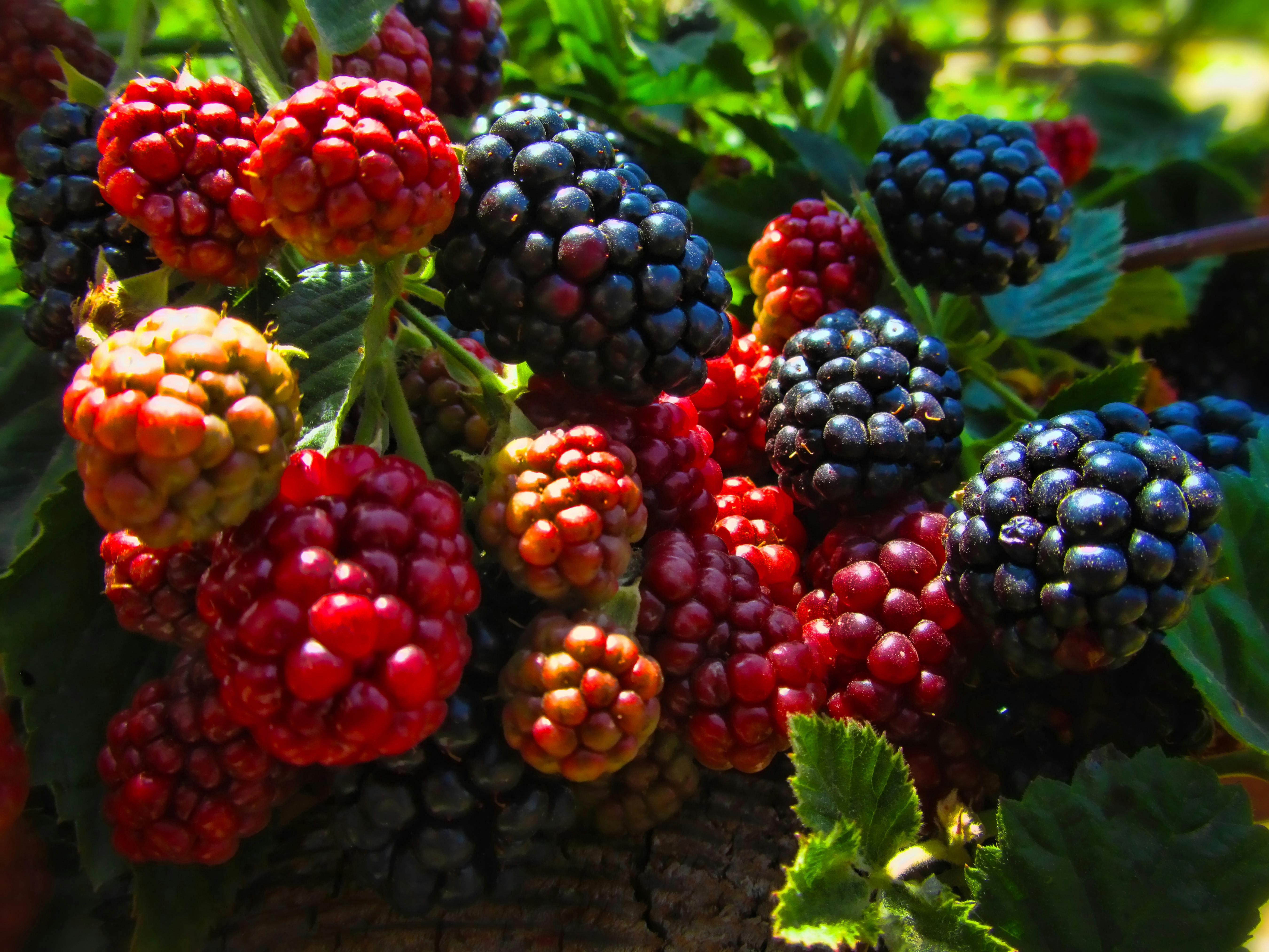 Dale Jackson - Photography