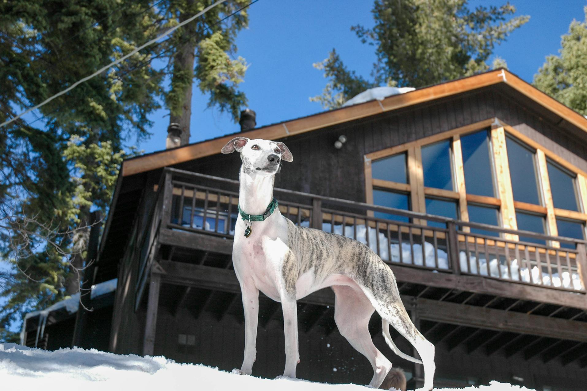 Discover the Variety of Greyhound Dog Colors and Patterns