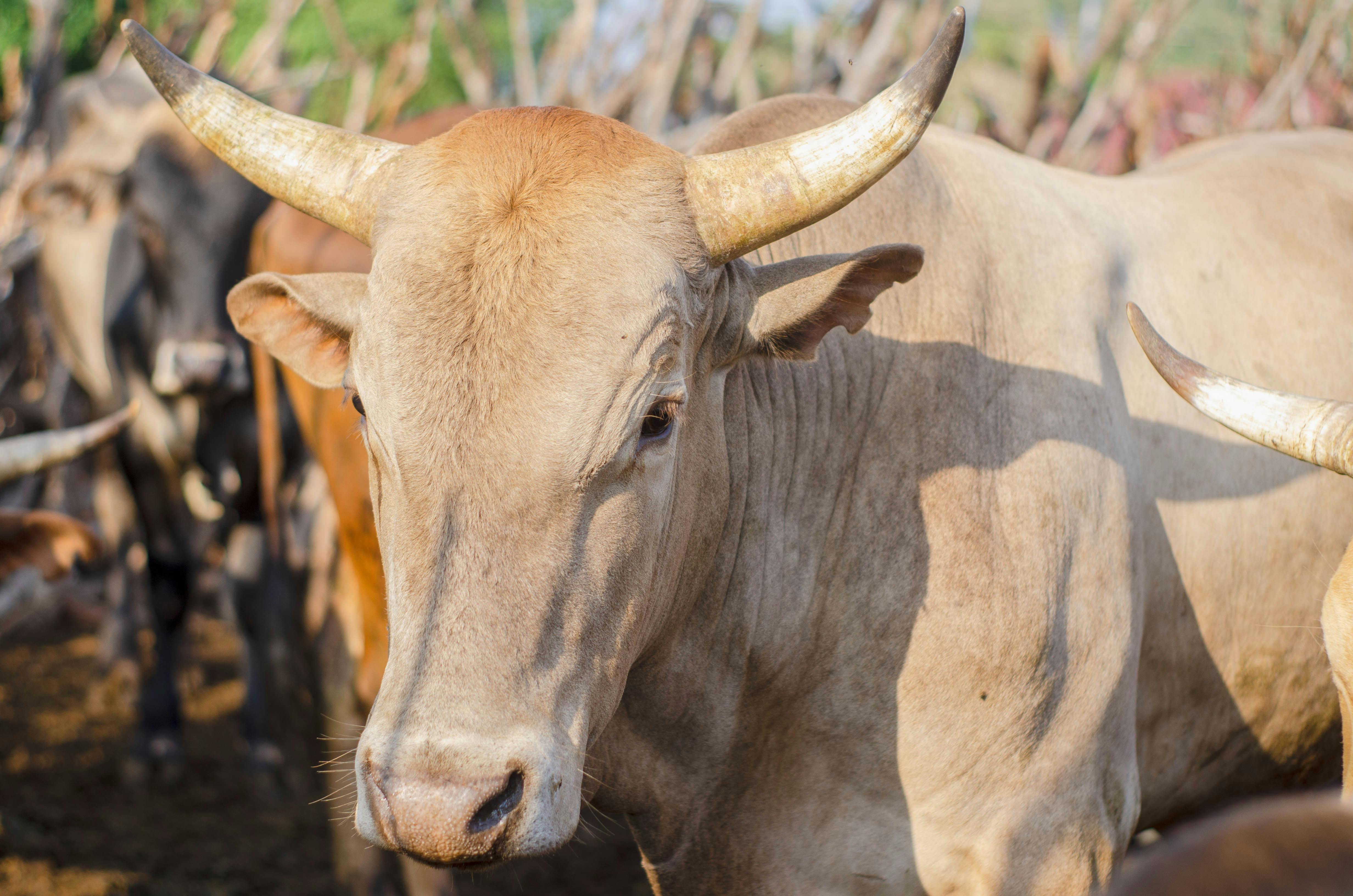 Brown hairy cow grazing in pasture · Free Stock Photo