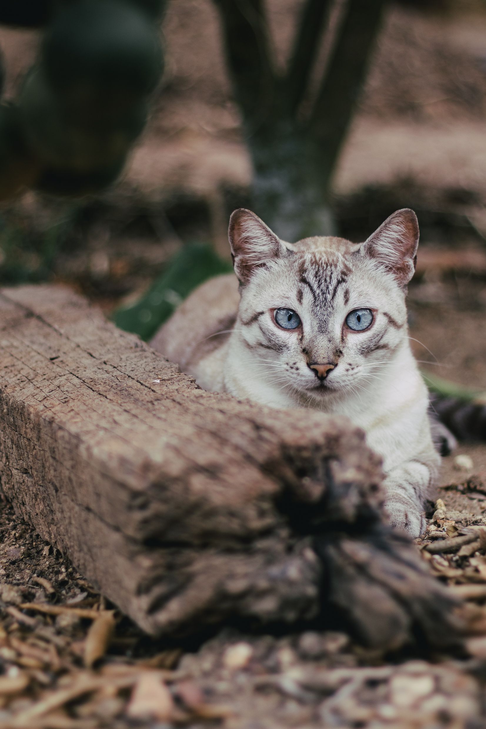Fierce Cat Photos, Download The BEST Free Fierce Cat Stock Photos & HD ...
