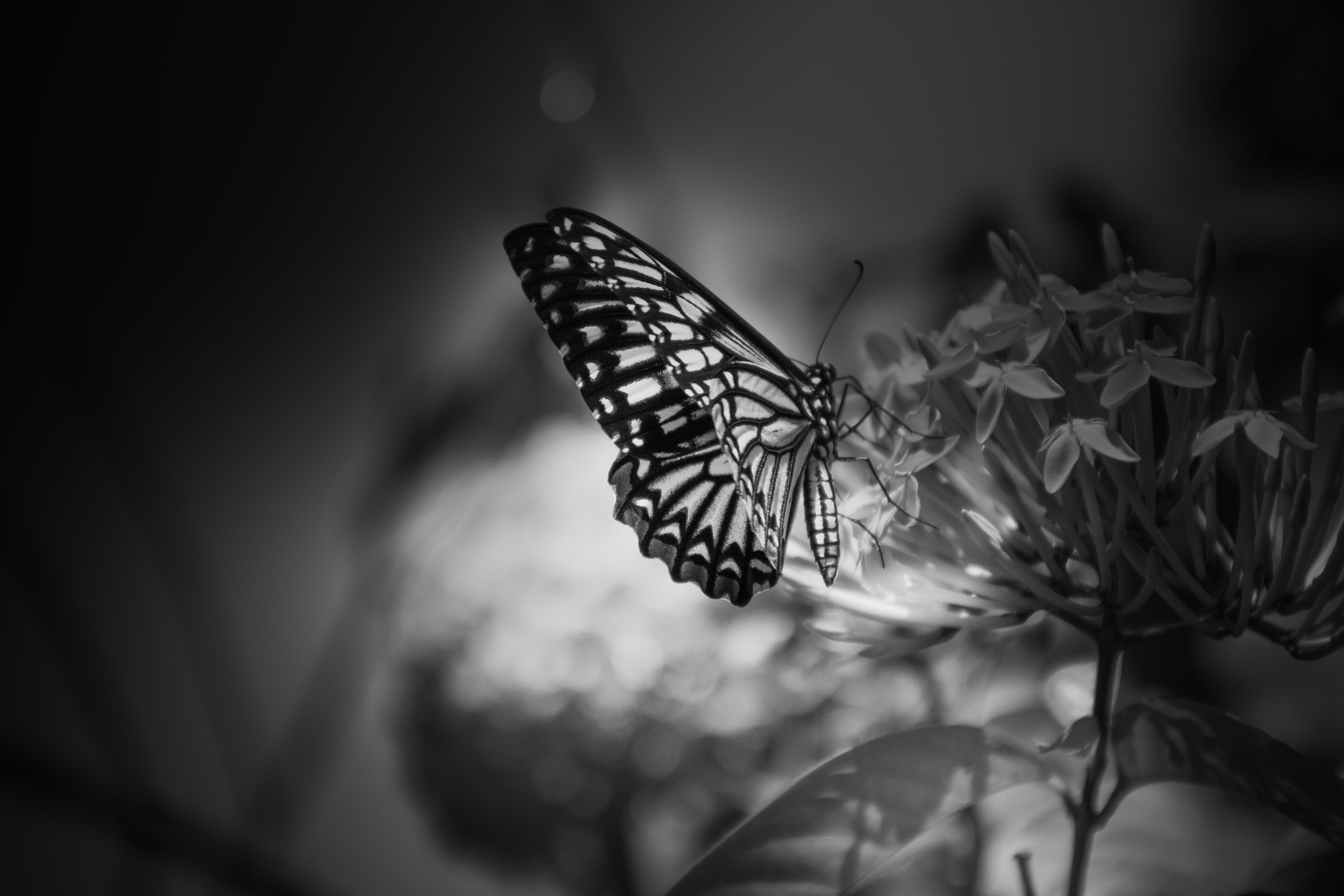Grayscale Photo of Insects on a Flower · Free Stock Photo