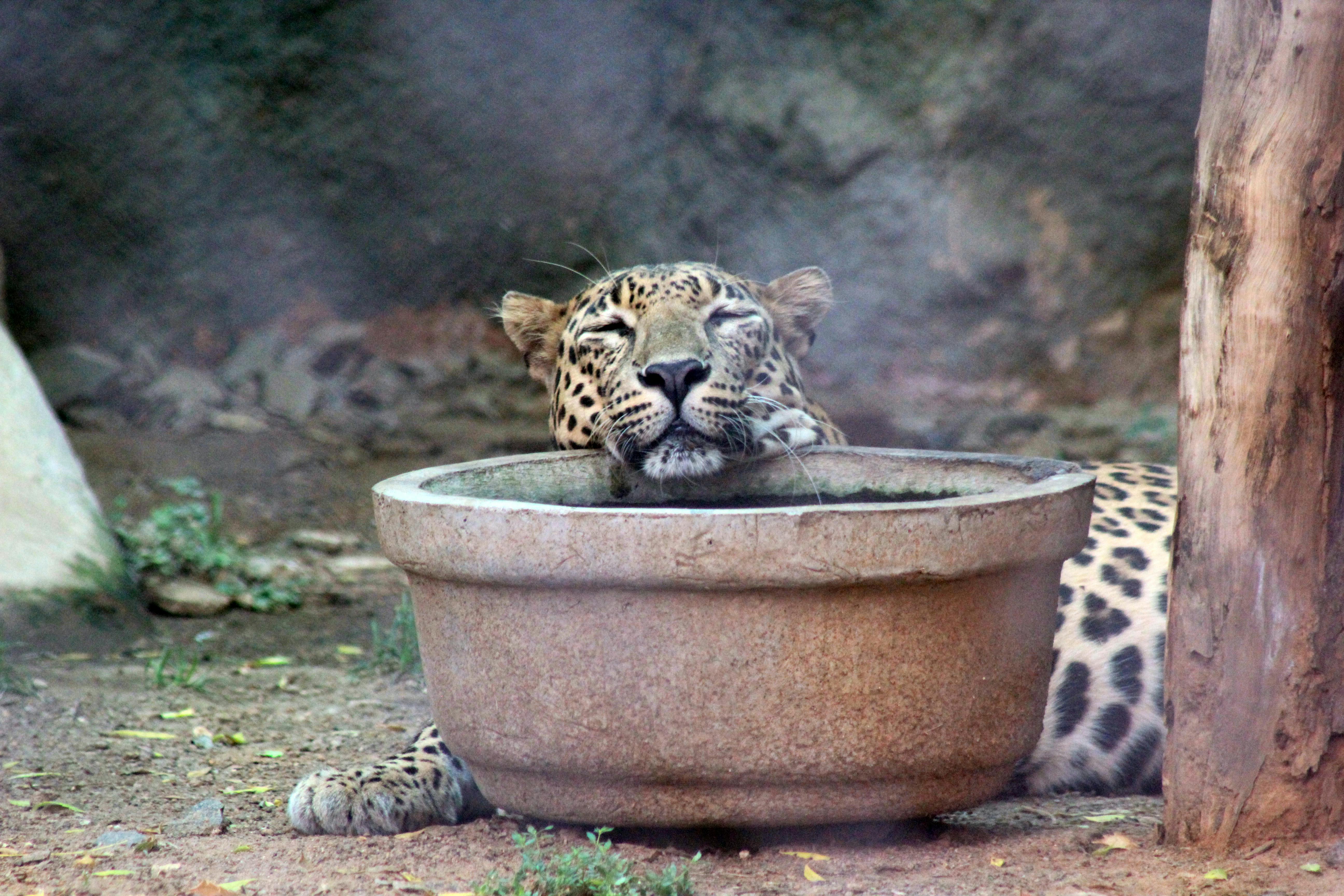 Cheetah Leaning on a Pot · Free Stock Photo