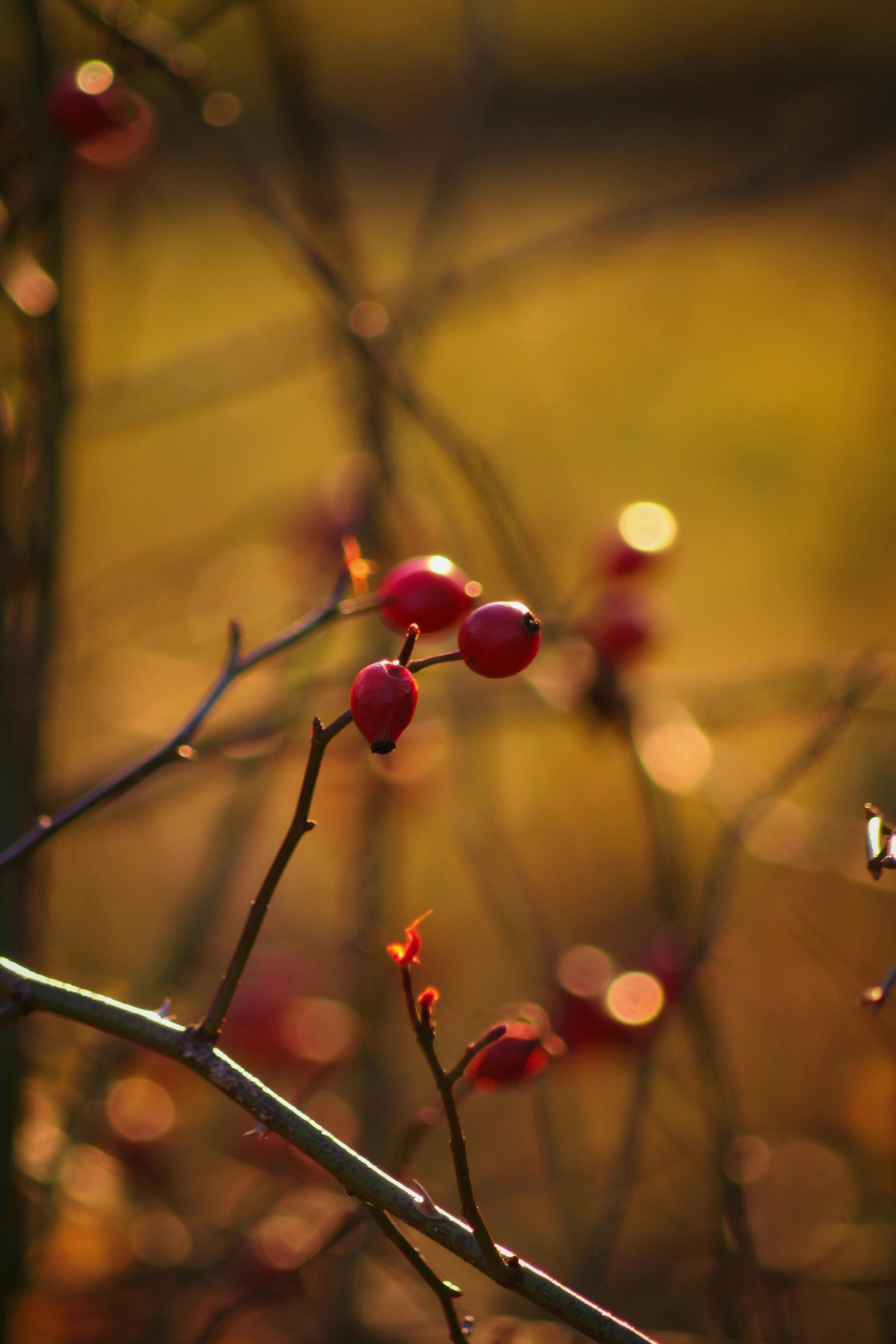 Purse Hanging on a Tree · Free Stock Photo