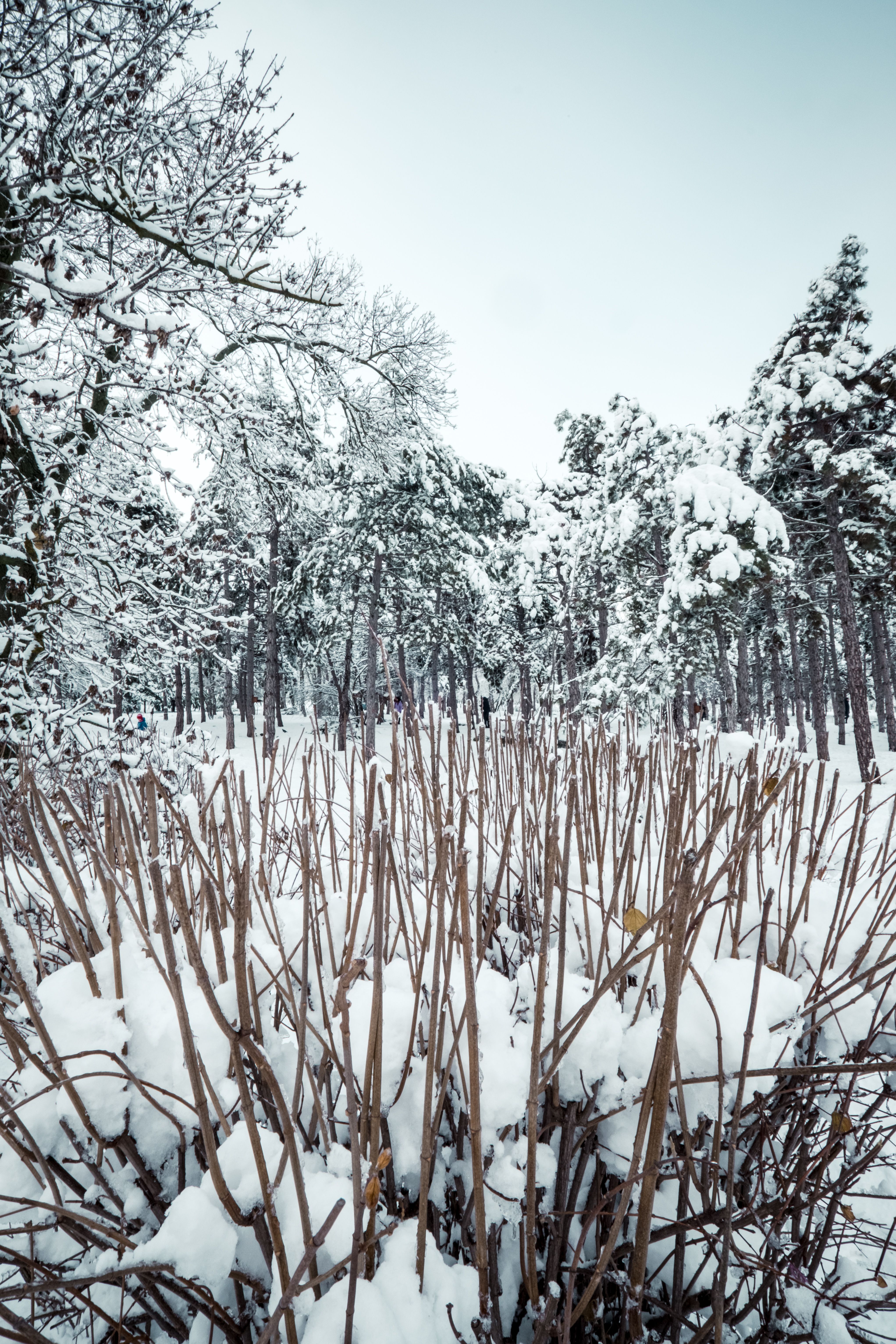 Photo of a Leafless Tree Near White Snow · Free Stock Photo
