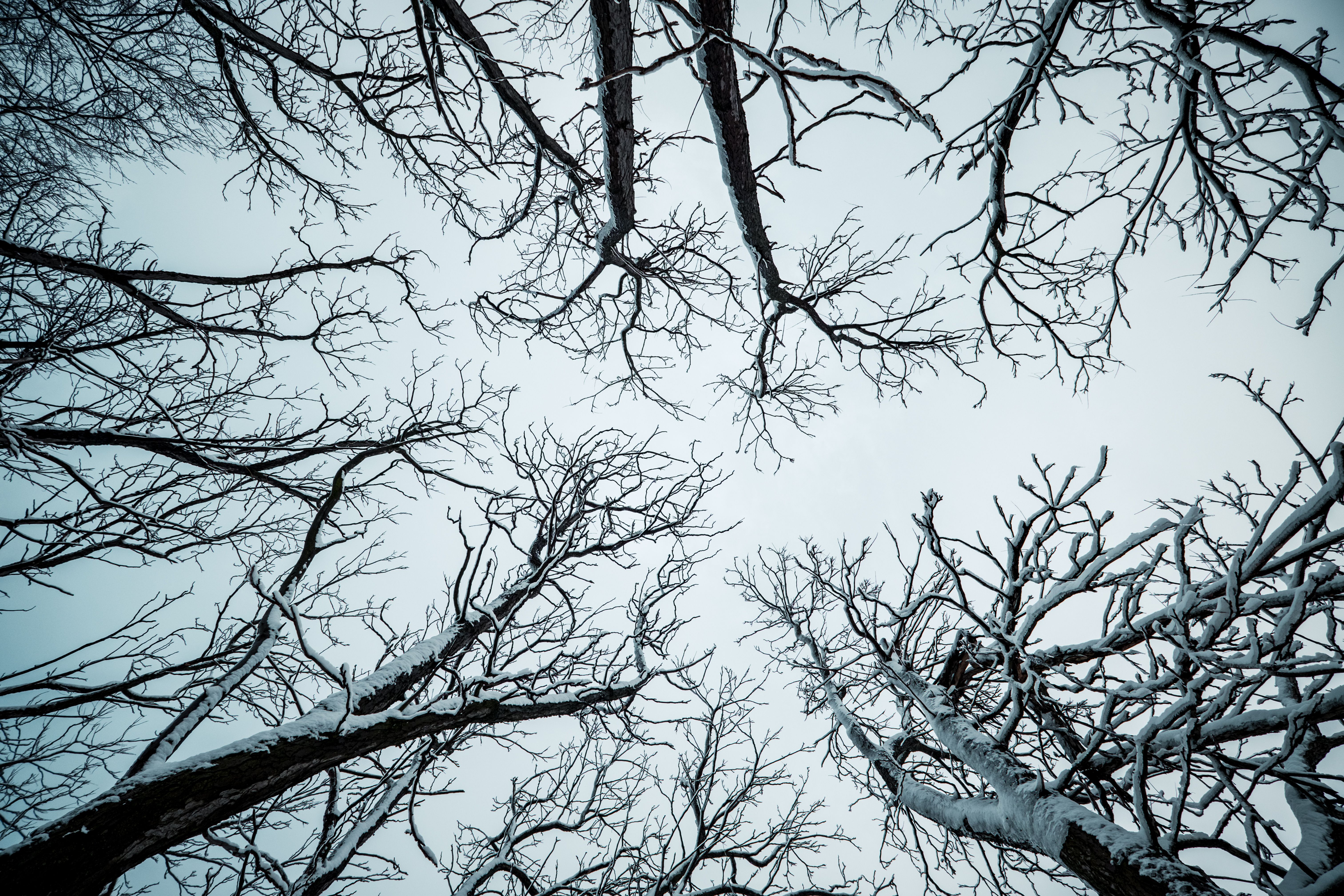 Snow Covered Leafless Trees During Winter Season · Free Stock Photo