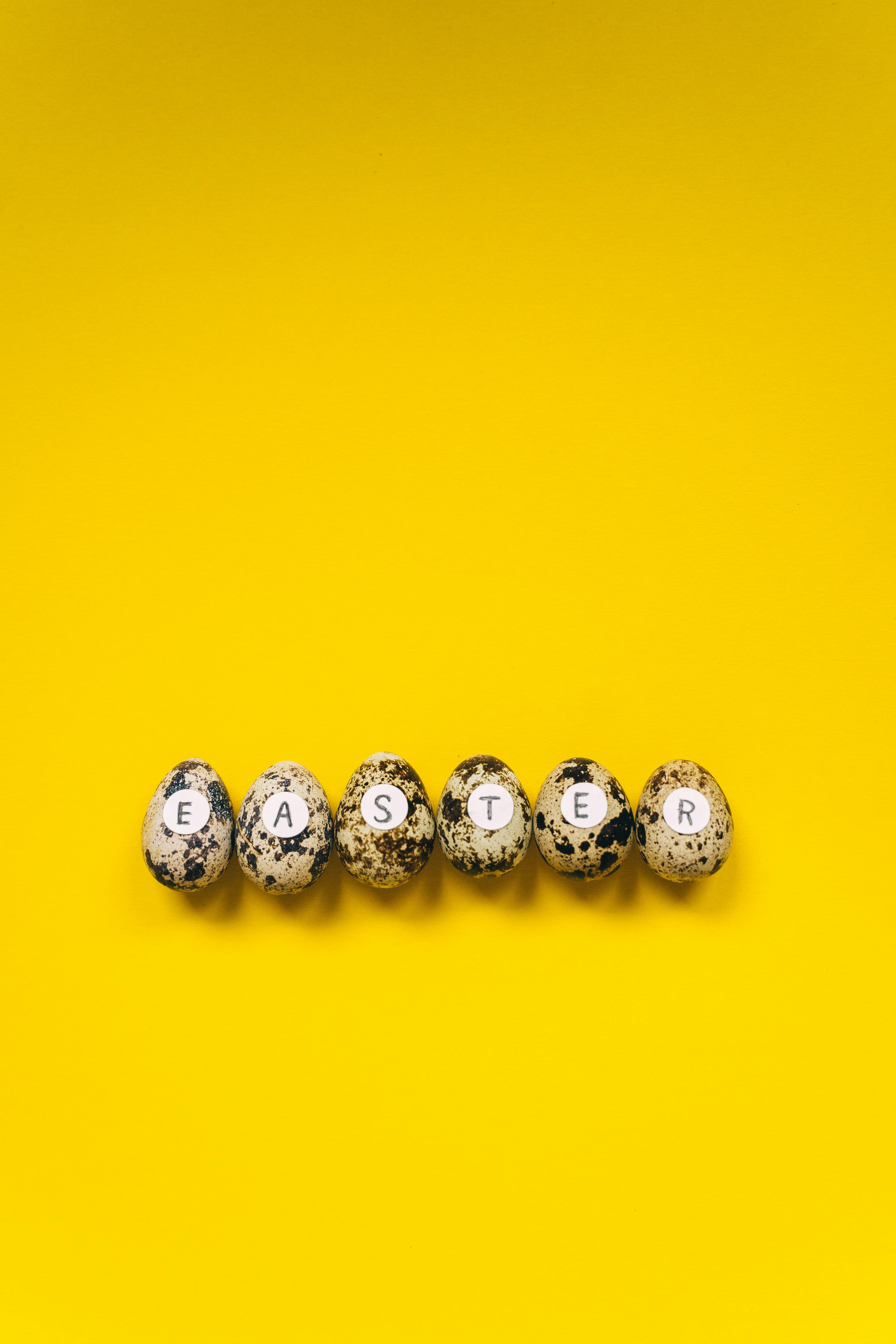 Pink Quail Eggs and Flowers · Free Stock Photo