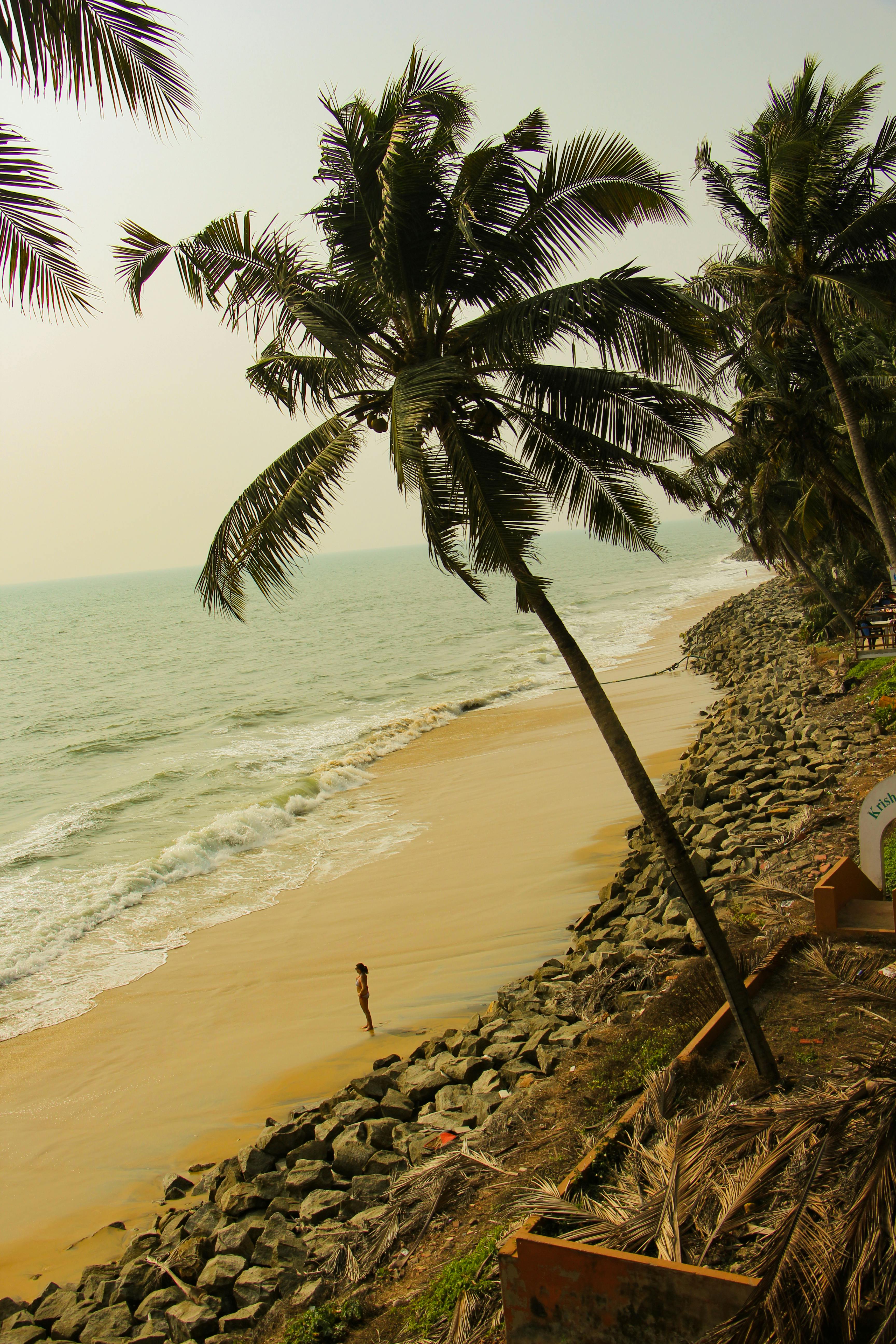 Coconut Tree Near Sea at Daytime · Free Stock Photo