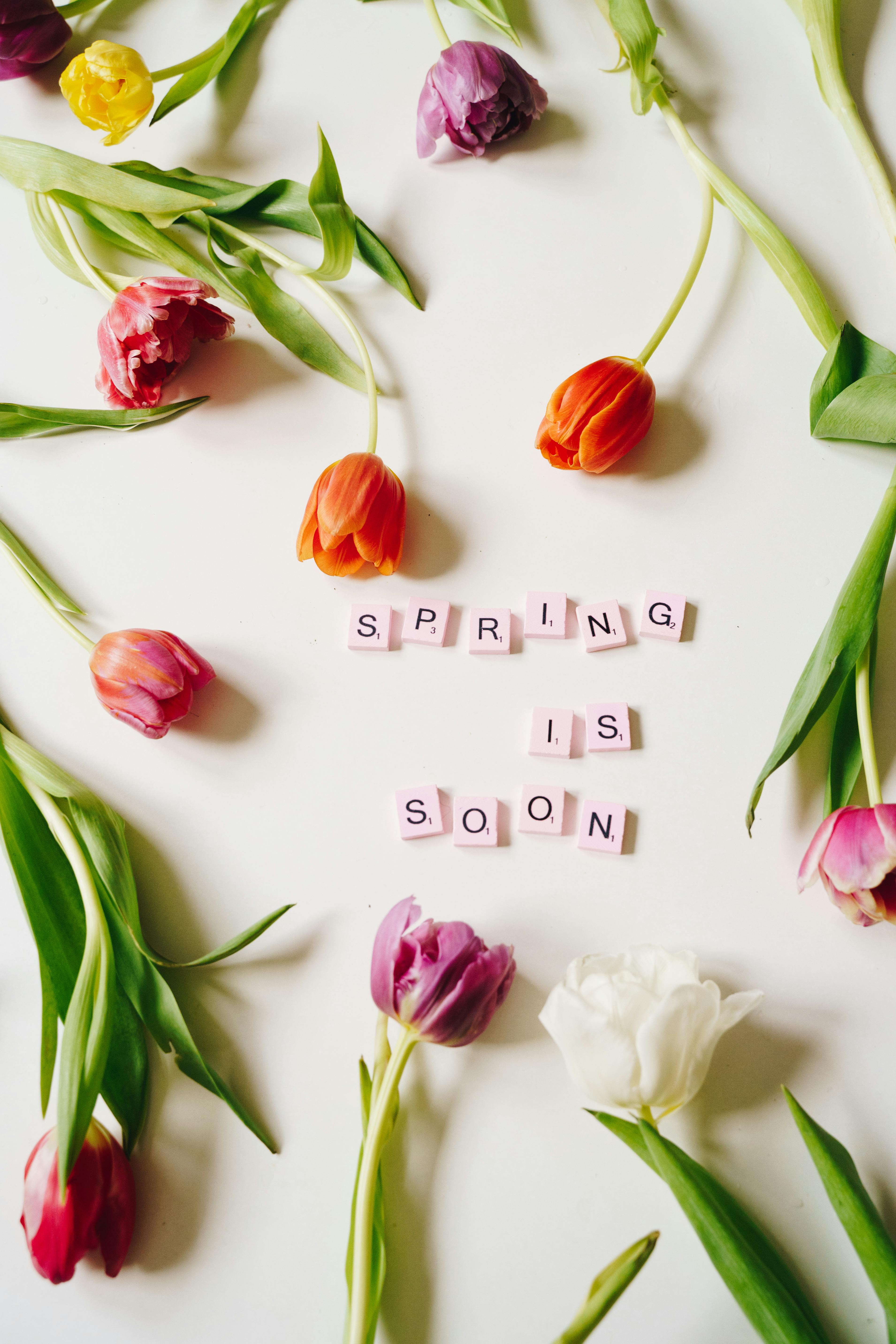 Spring is Soon Text using Scrabble Tiles · Free Stock Photo