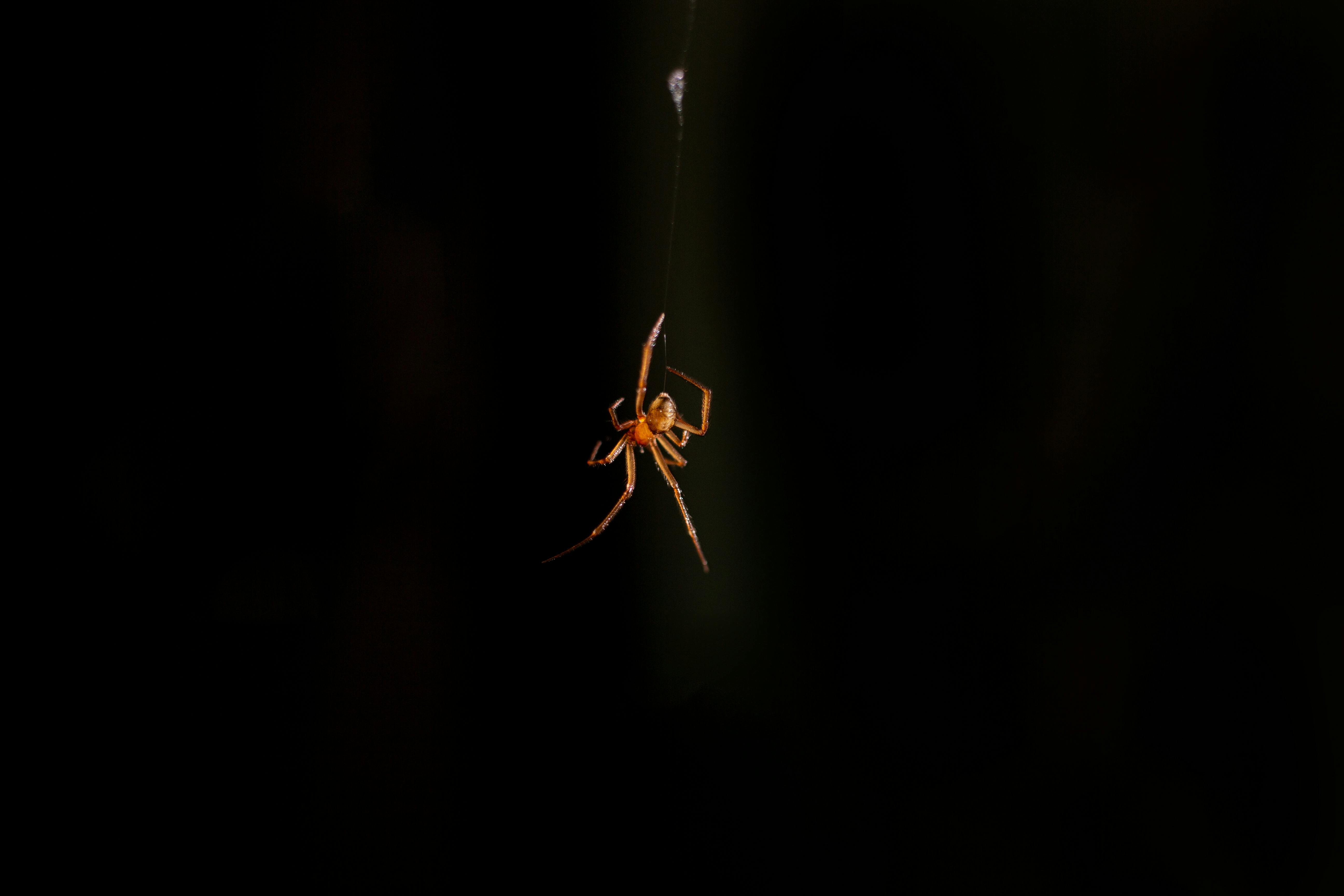A Hanging Spider on It's Web · Free Stock Photo