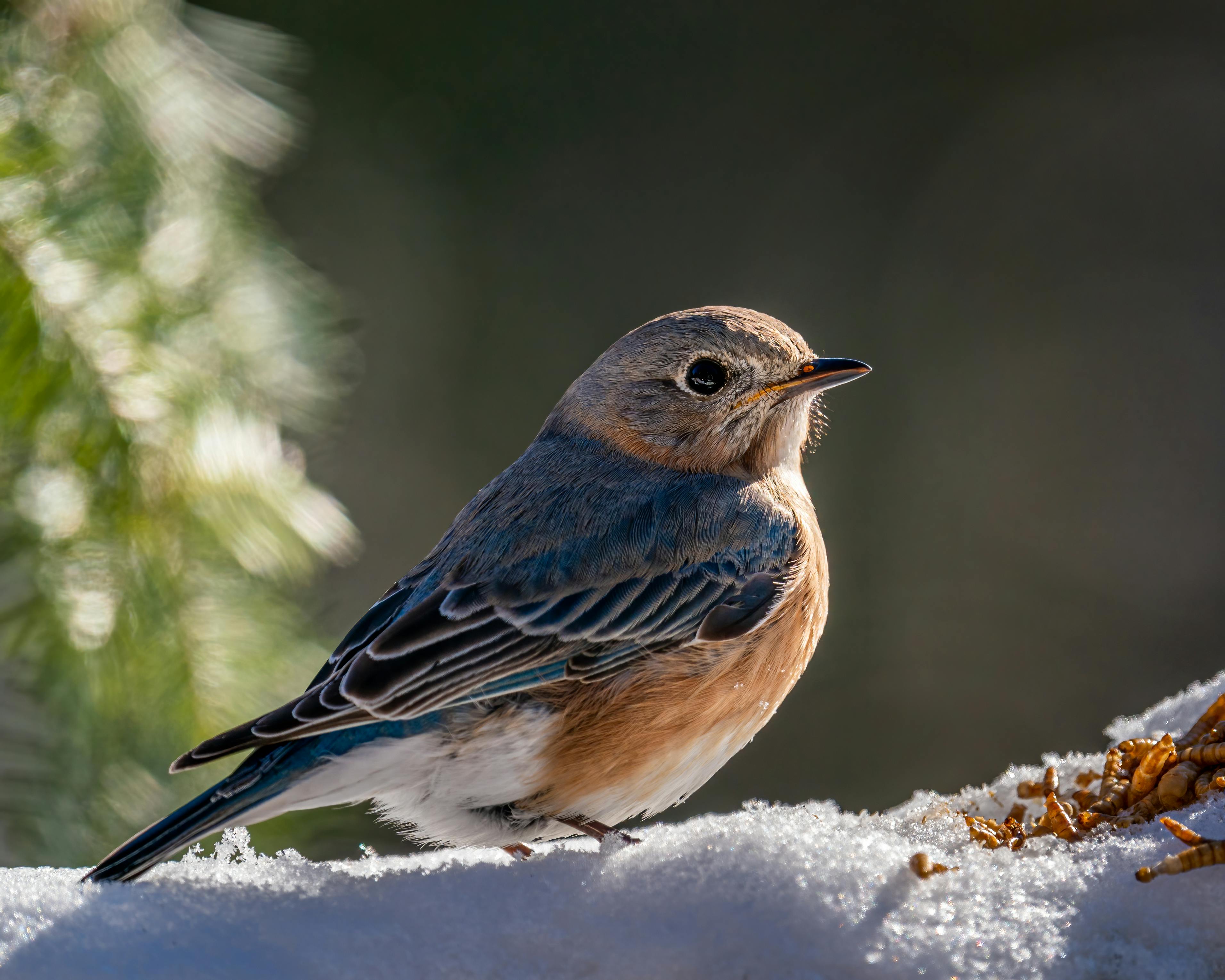 300+ Best Robin Photos · 100% Free Download · Pexels Stock Photos