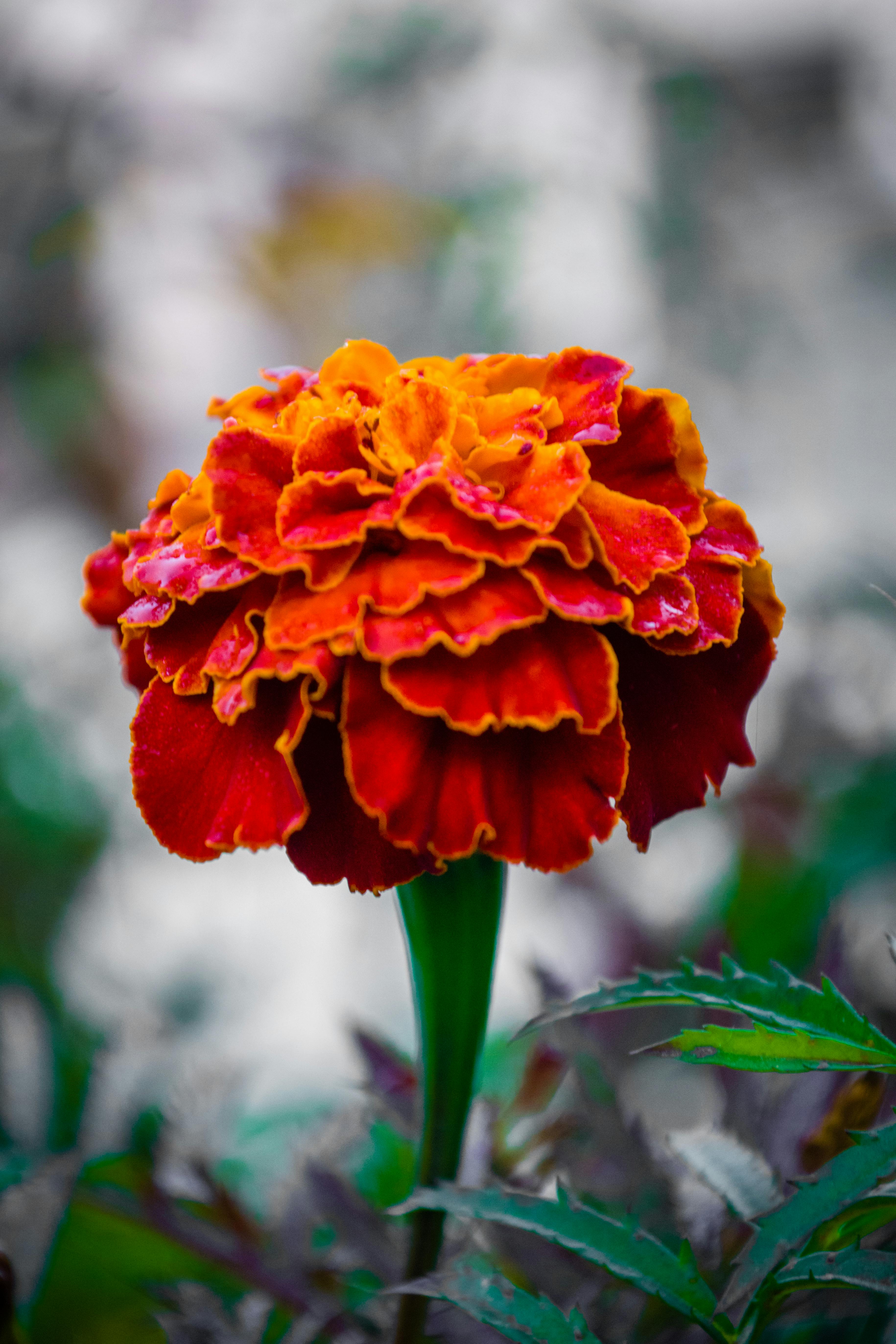 Marigold Flower Photos, Download The BEST Free Marigold Flower Stock ...