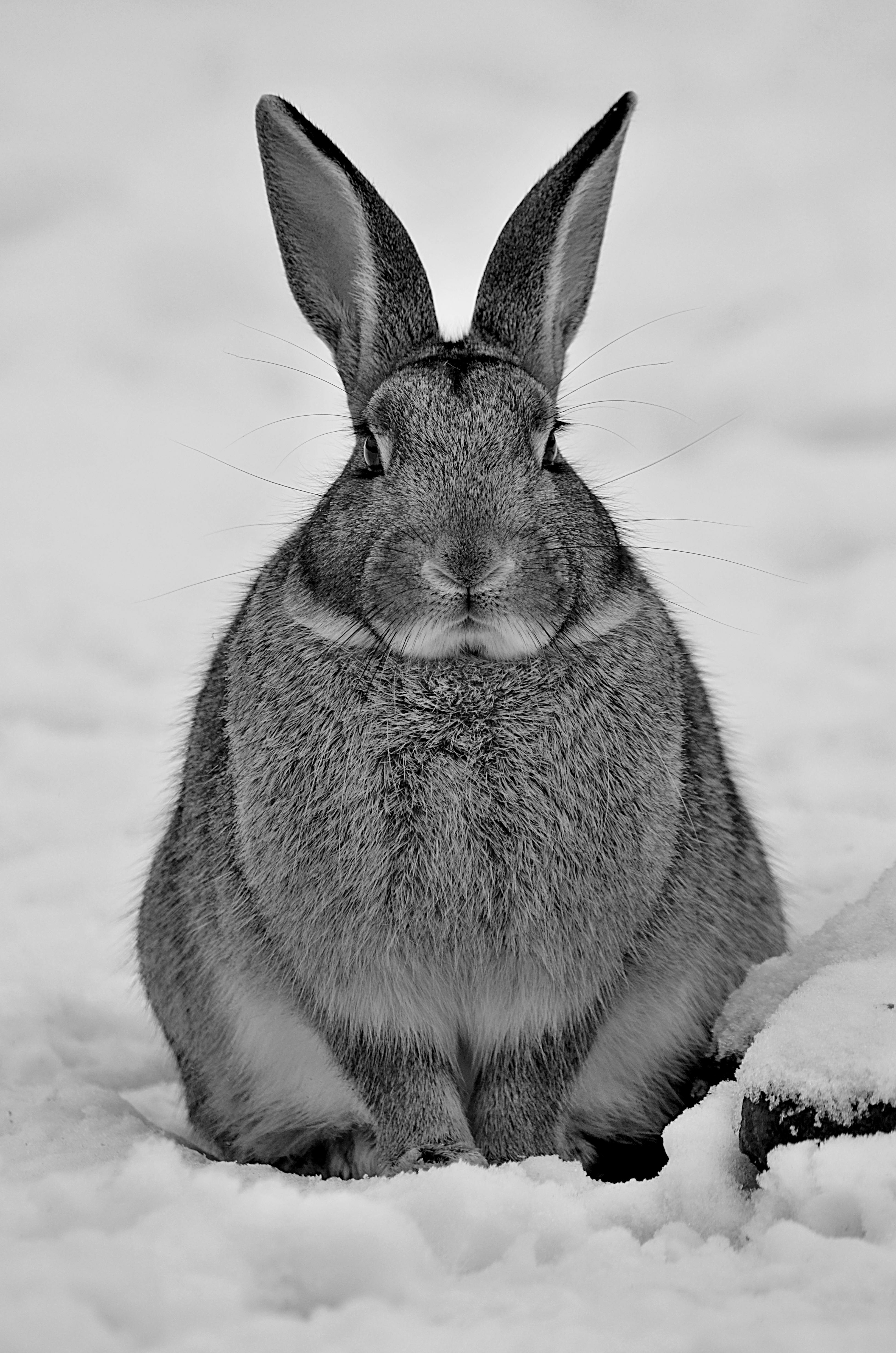 Rabbit in Winter · Free Stock Photo