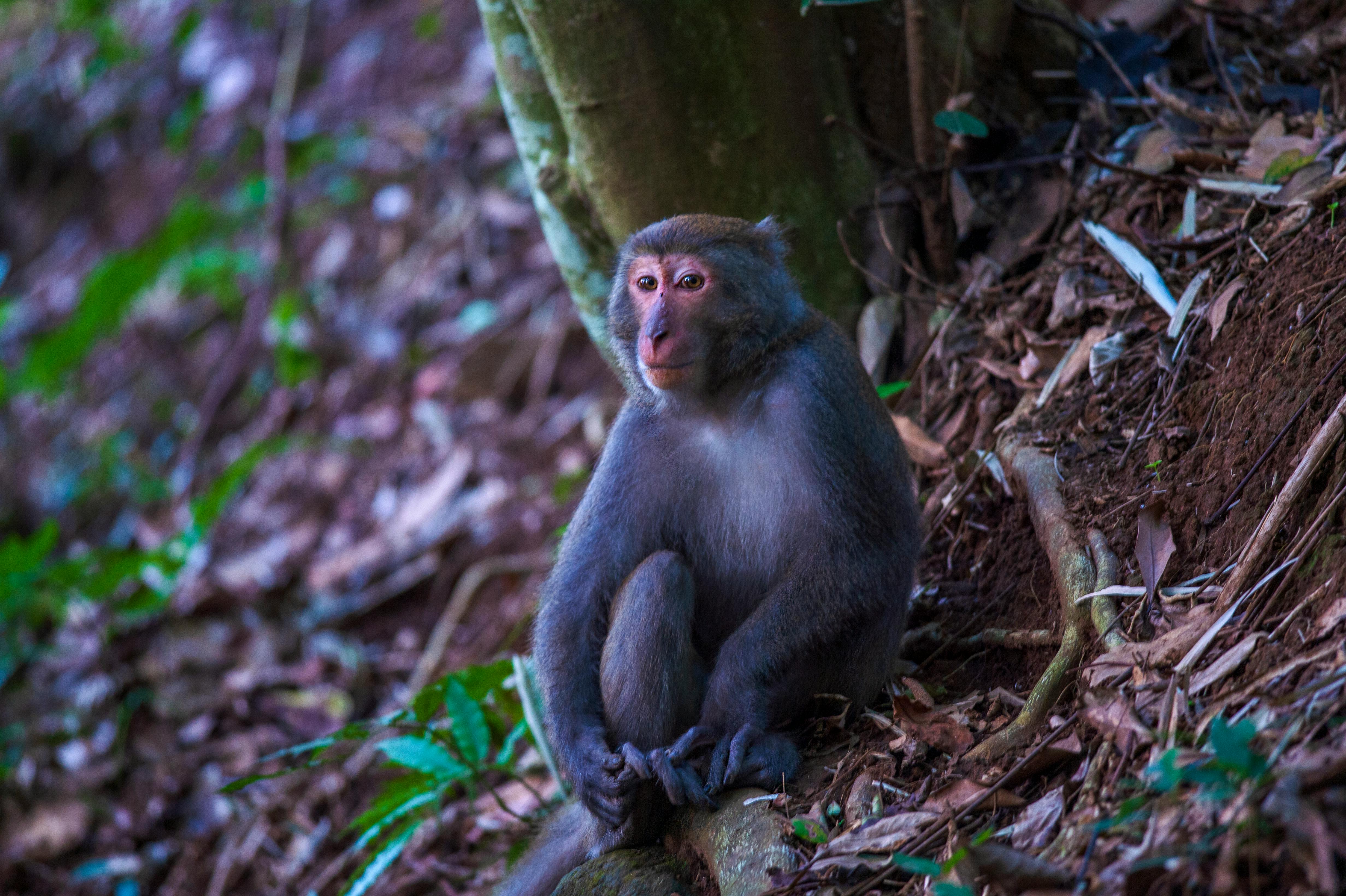 Photograph of a Macaque Monkey Near a Tree · Free Stock Photo
