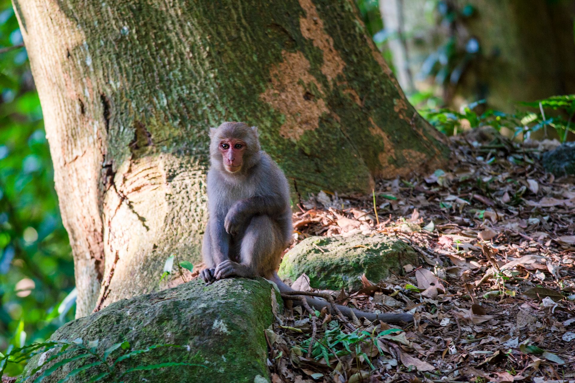 Stump Tailed Macaque: Facts & Conservation Update