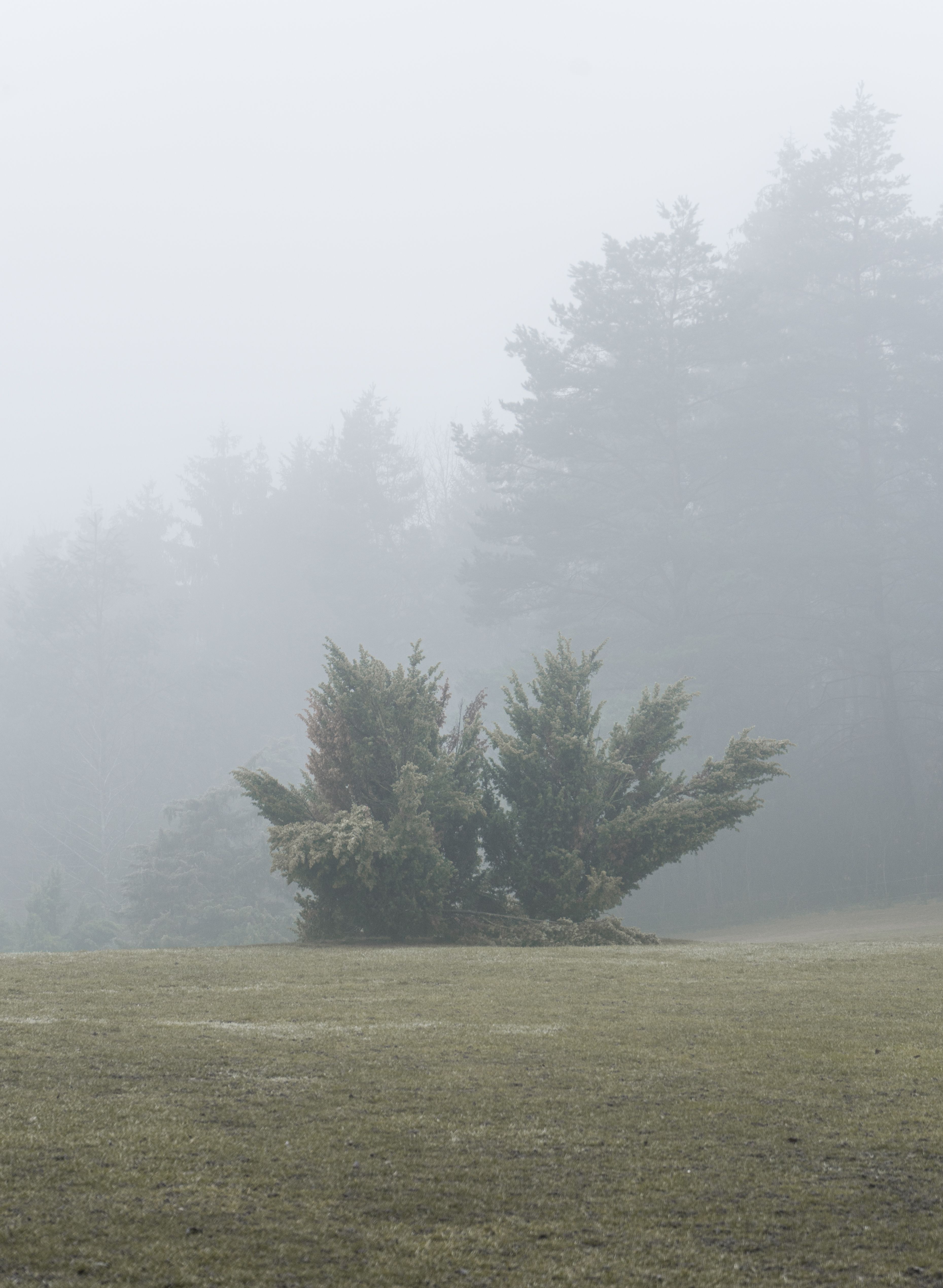 High Resolution Bush Photos, Download The BEST Free High Resolution ...