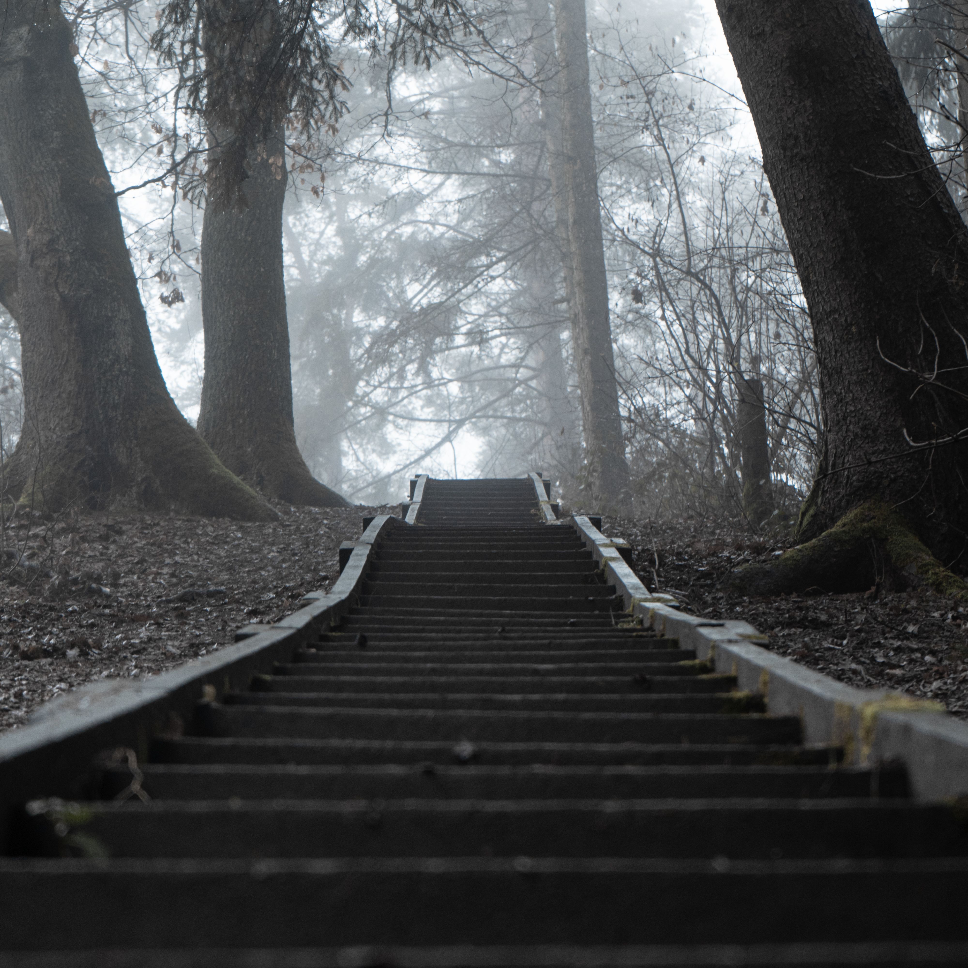 Wooden Staircase Between Tall Trees · Free Stock Photo