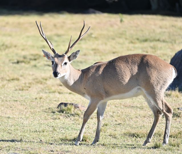 Megaloceros Giganteus: Biology, Ecology, and Behavior