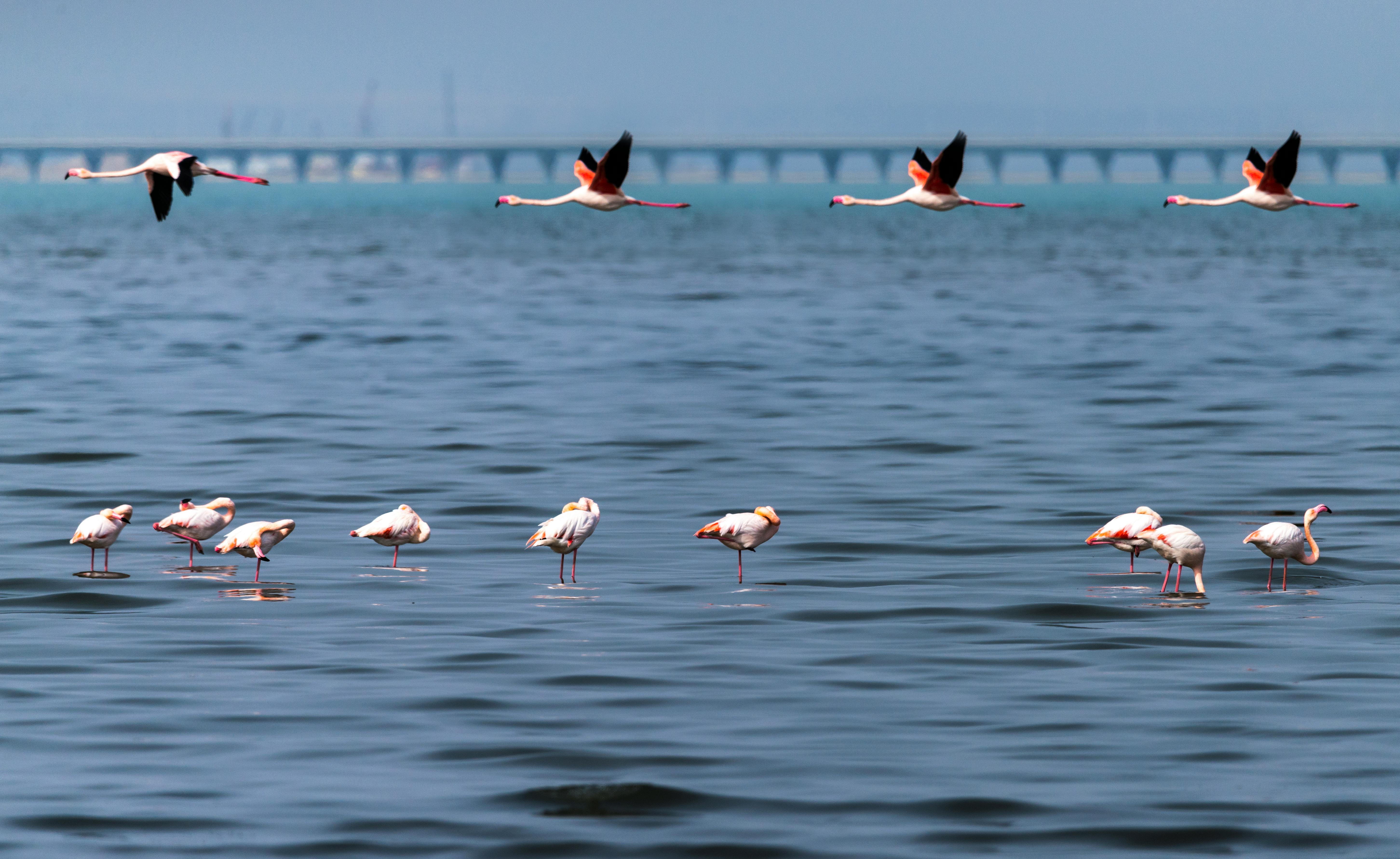 Flamingos Flying Over Water · Free Stock Photo