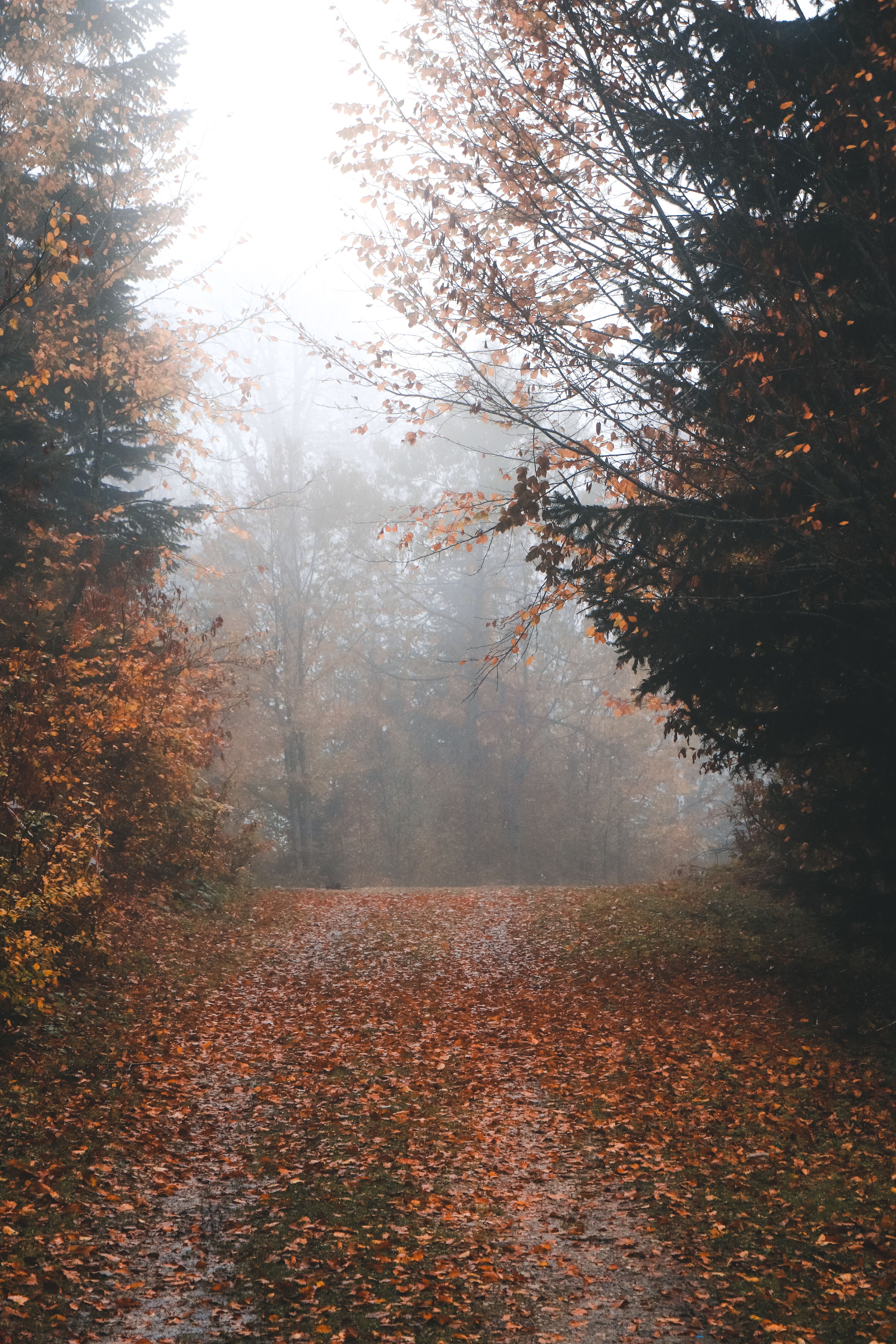 Dirt Road between Trees during Autumn · Free Stock Photo