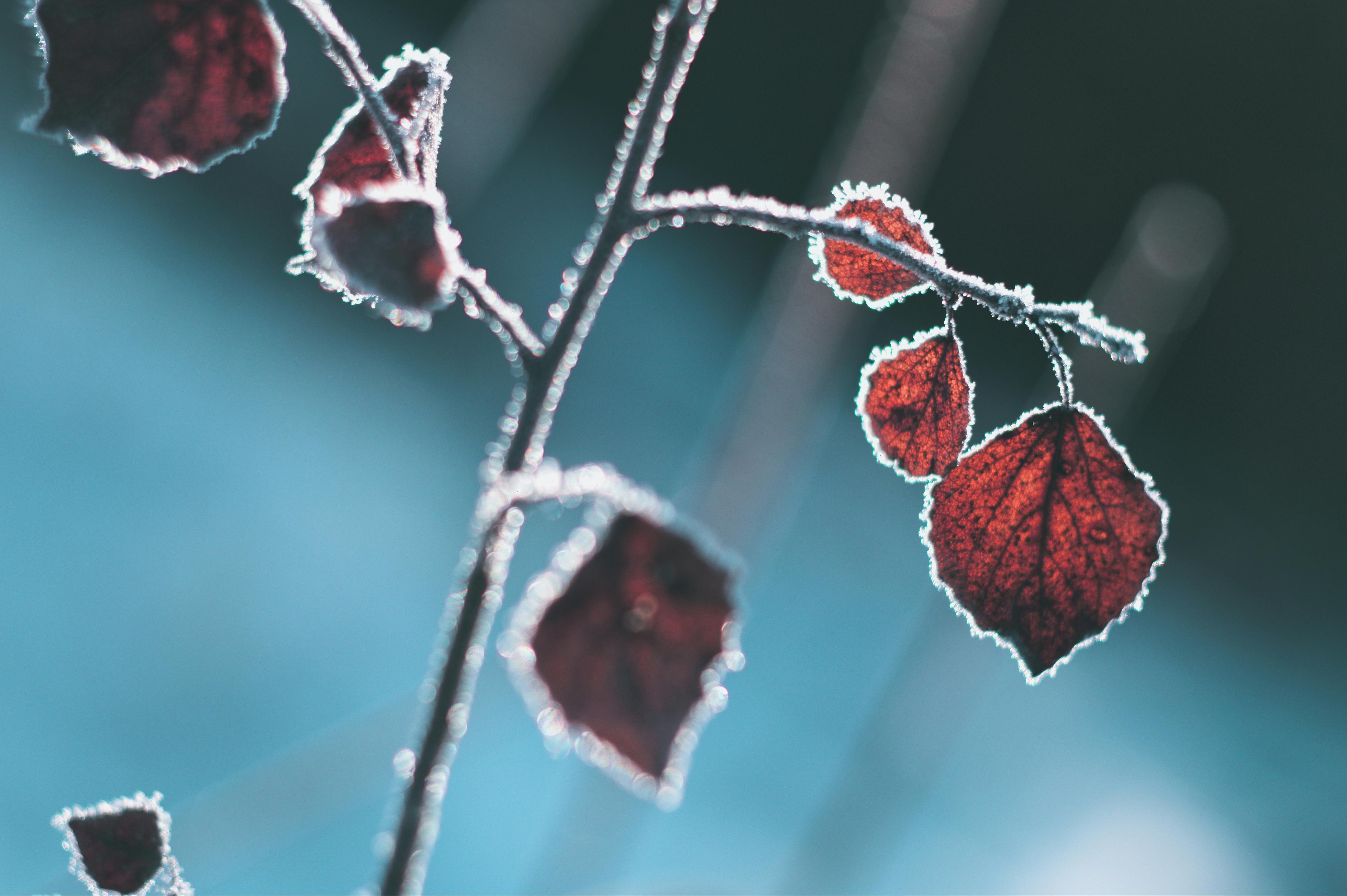 A Frosted Plant · Free Stock Photo