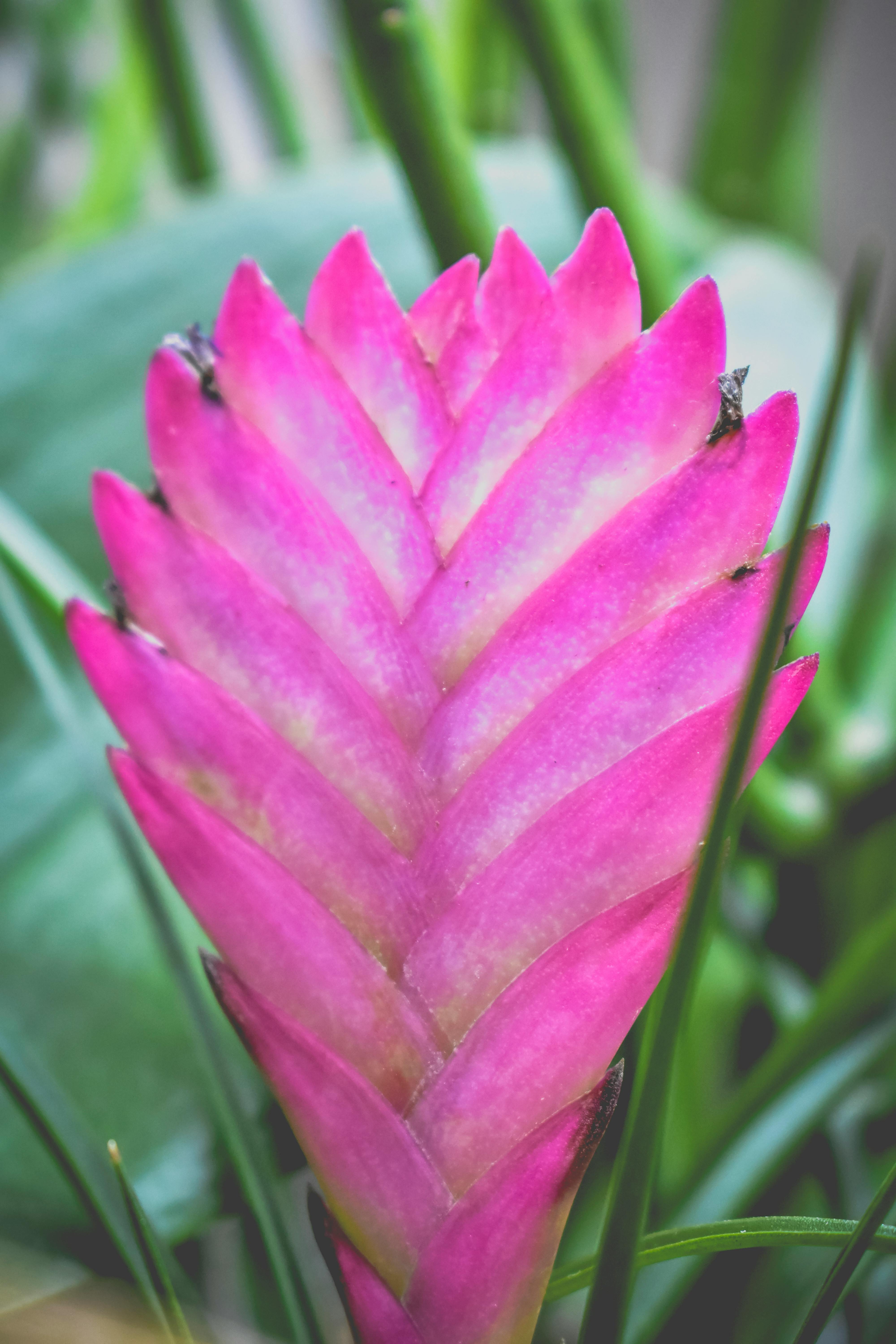 Pink Quill in Close Up · Free Stock Photo