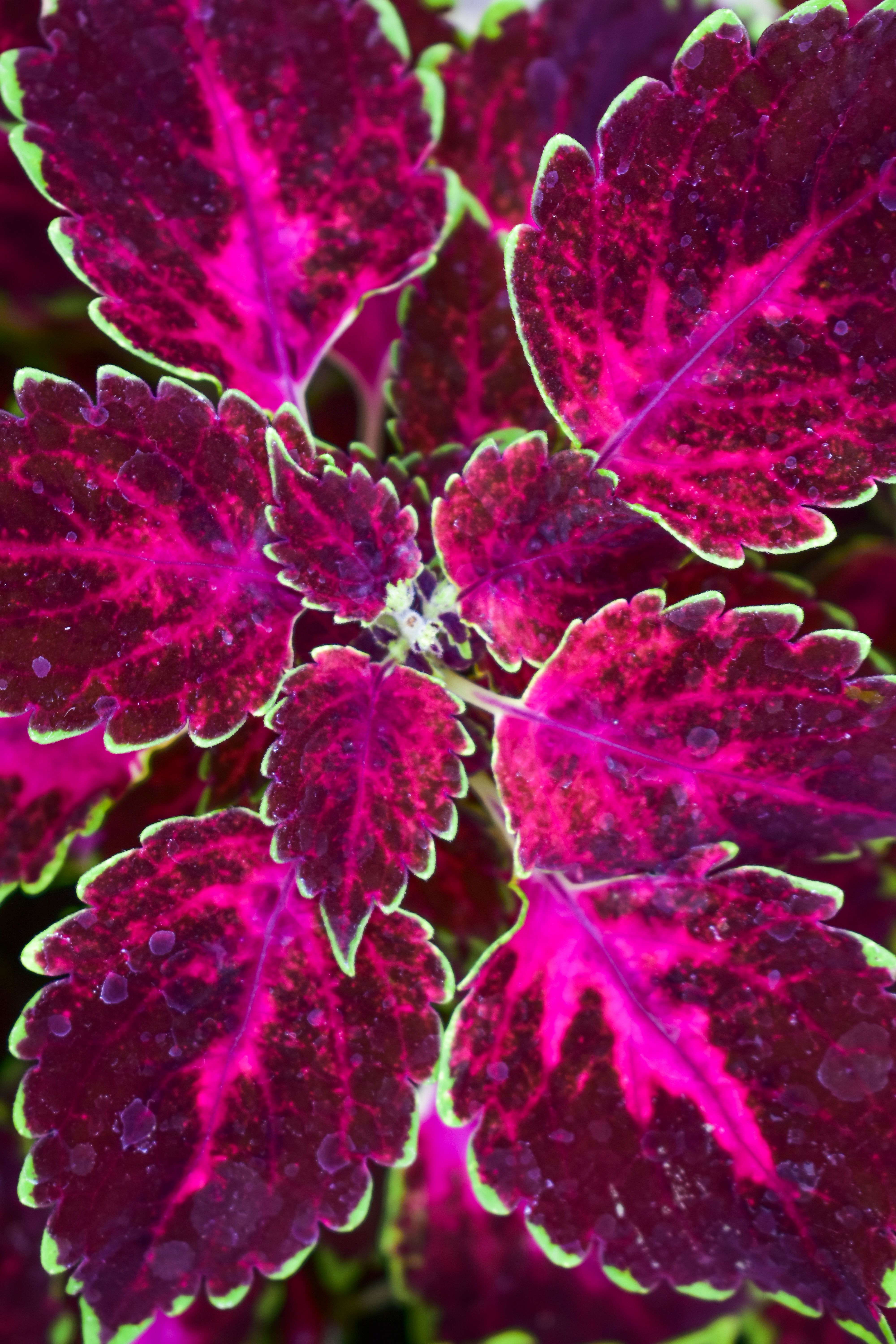 A Close-Up Shot of a Coleus Plant · Free Stock Photo