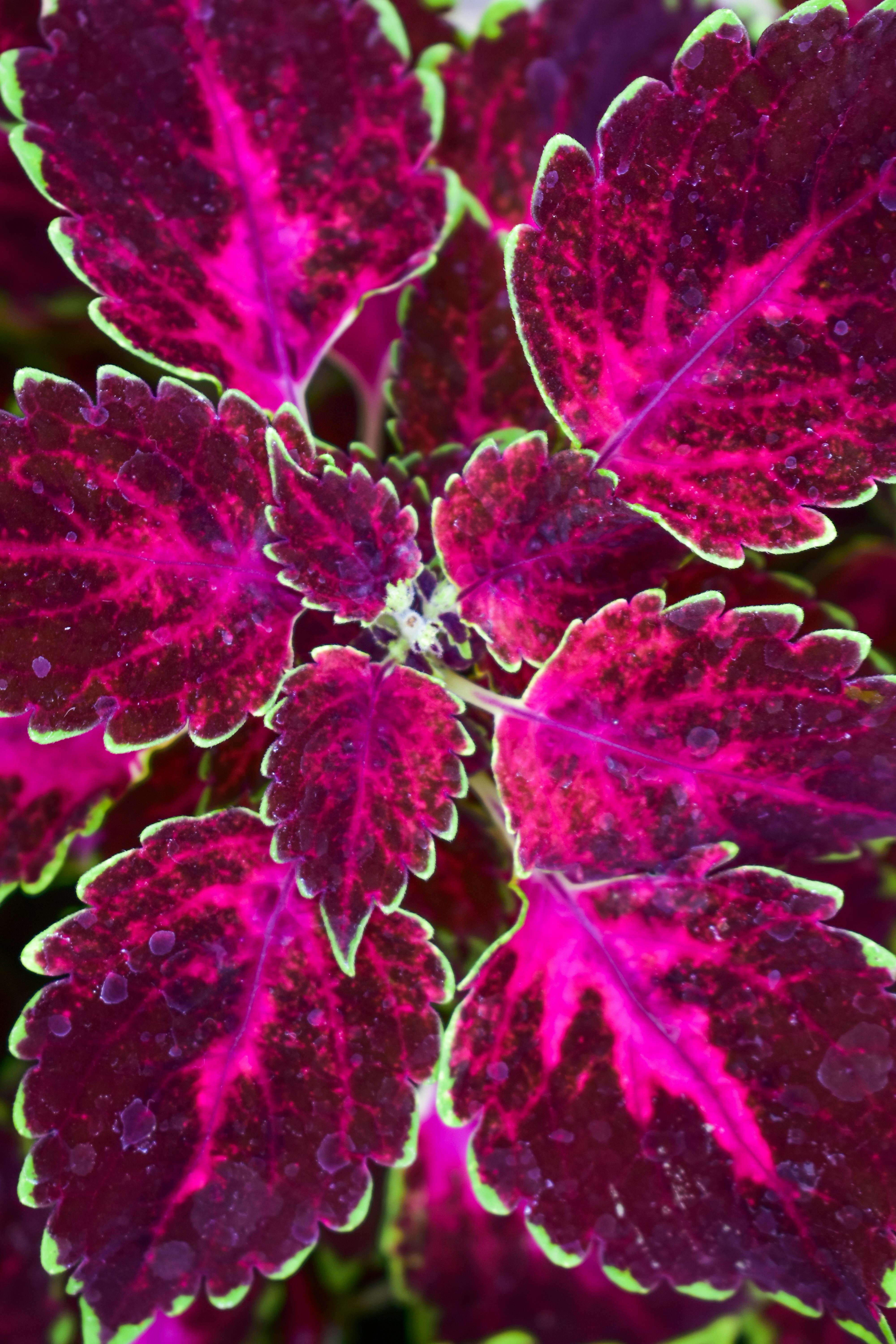 Top View Photo of Red Coleus Plant · Free Stock Photo