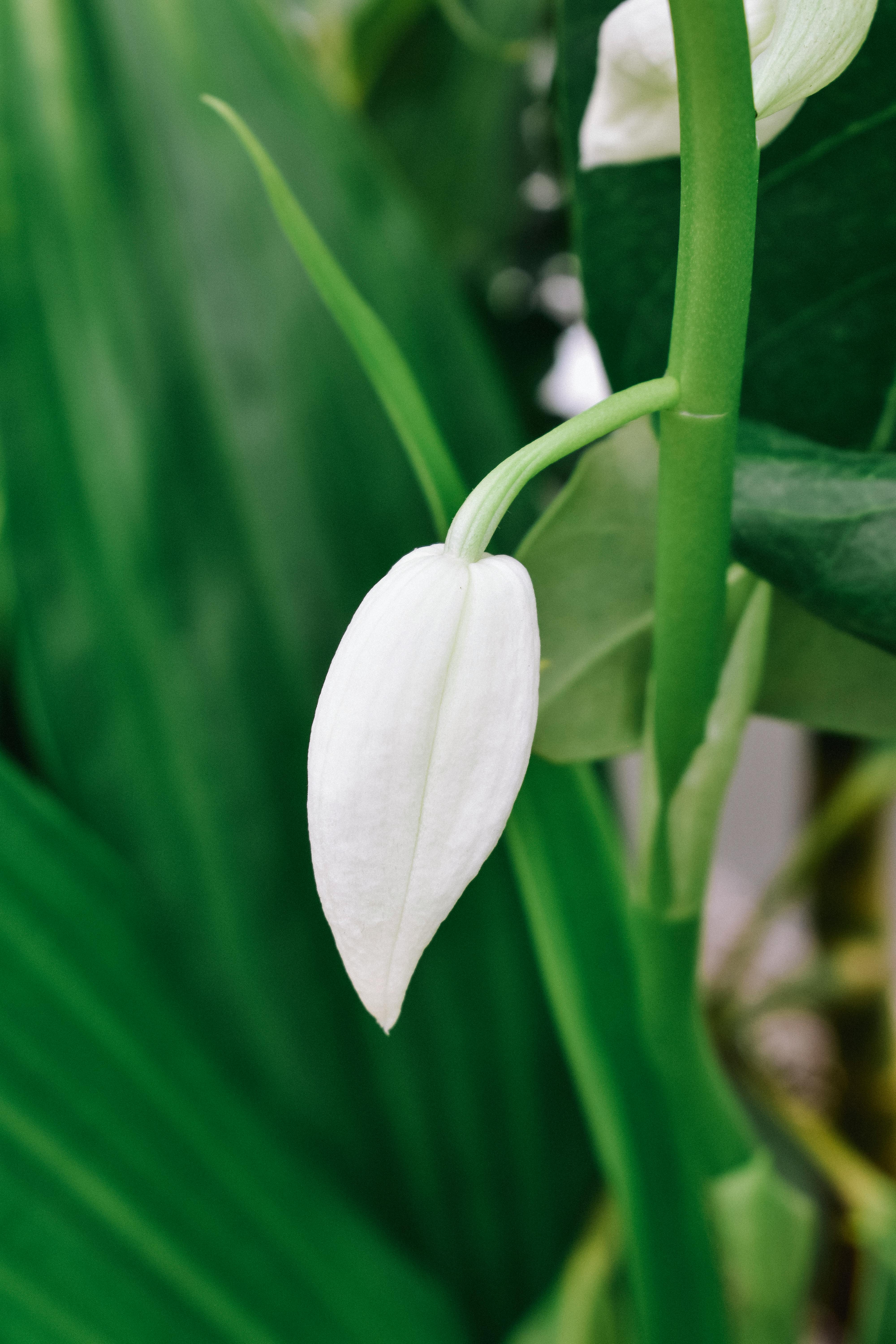 White Flower Buds · Free Stock Photo