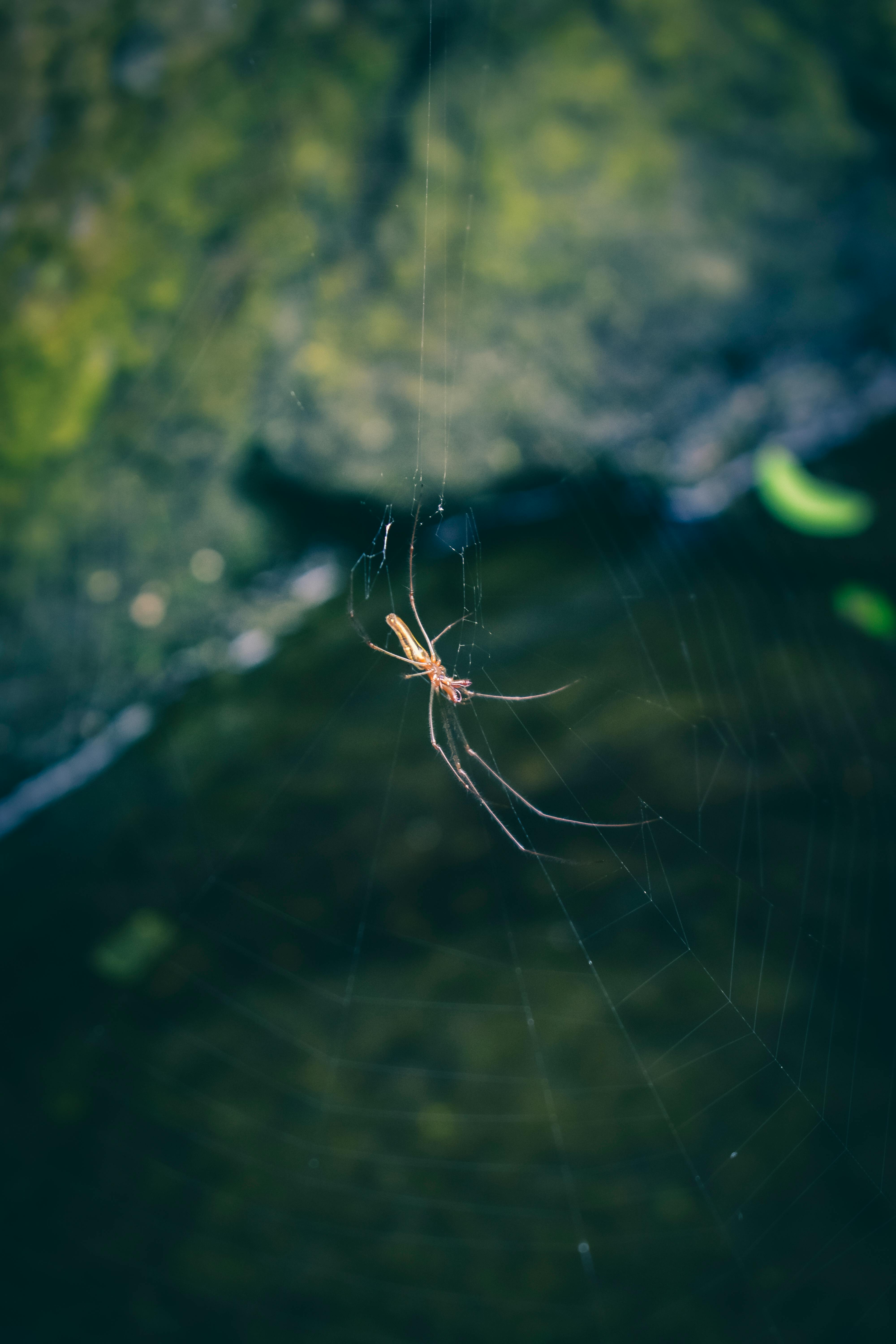 Eating Orange Barn Spider · Free Stock Photo