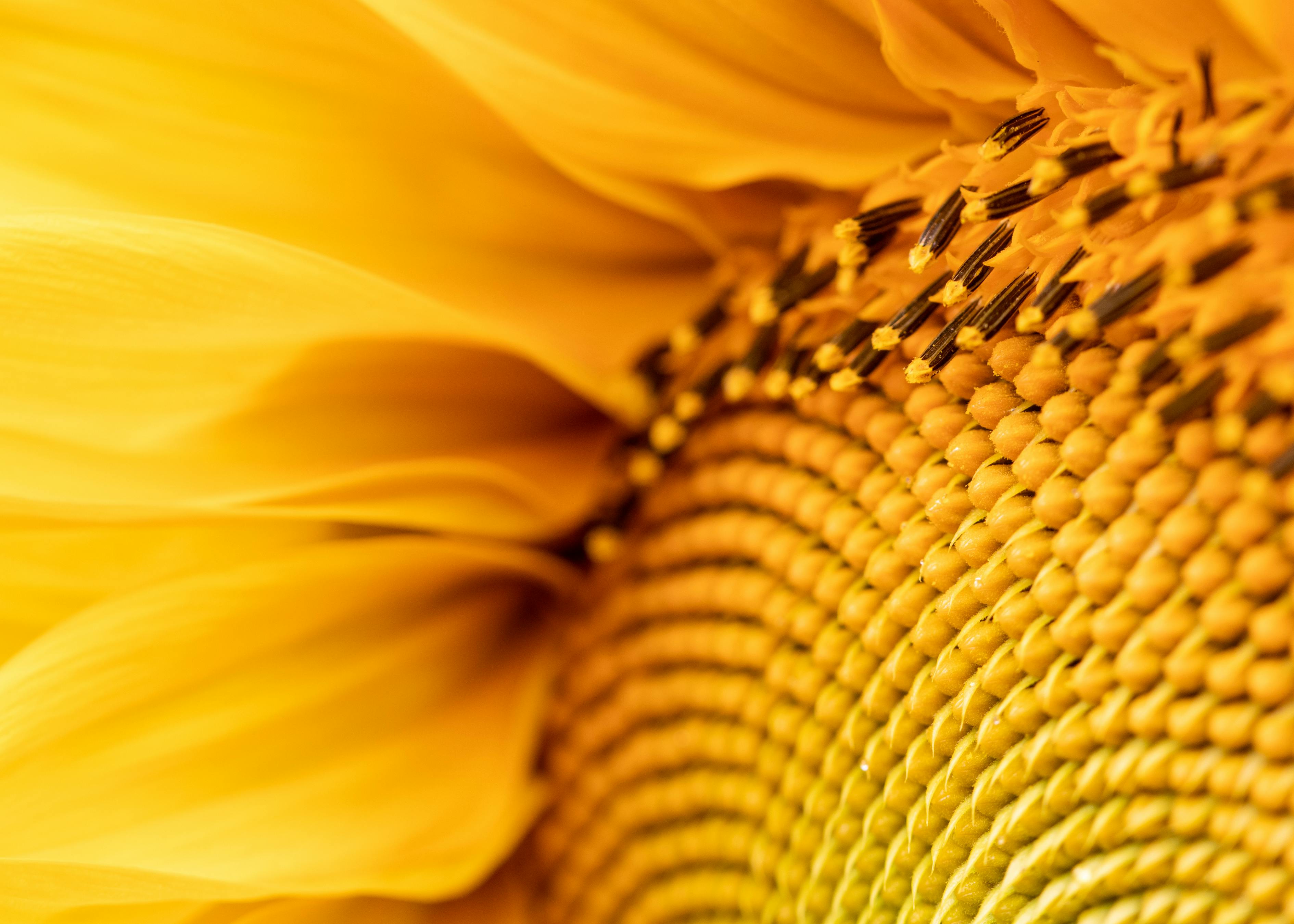 Close Up of a Sunflower · Free Stock Photo