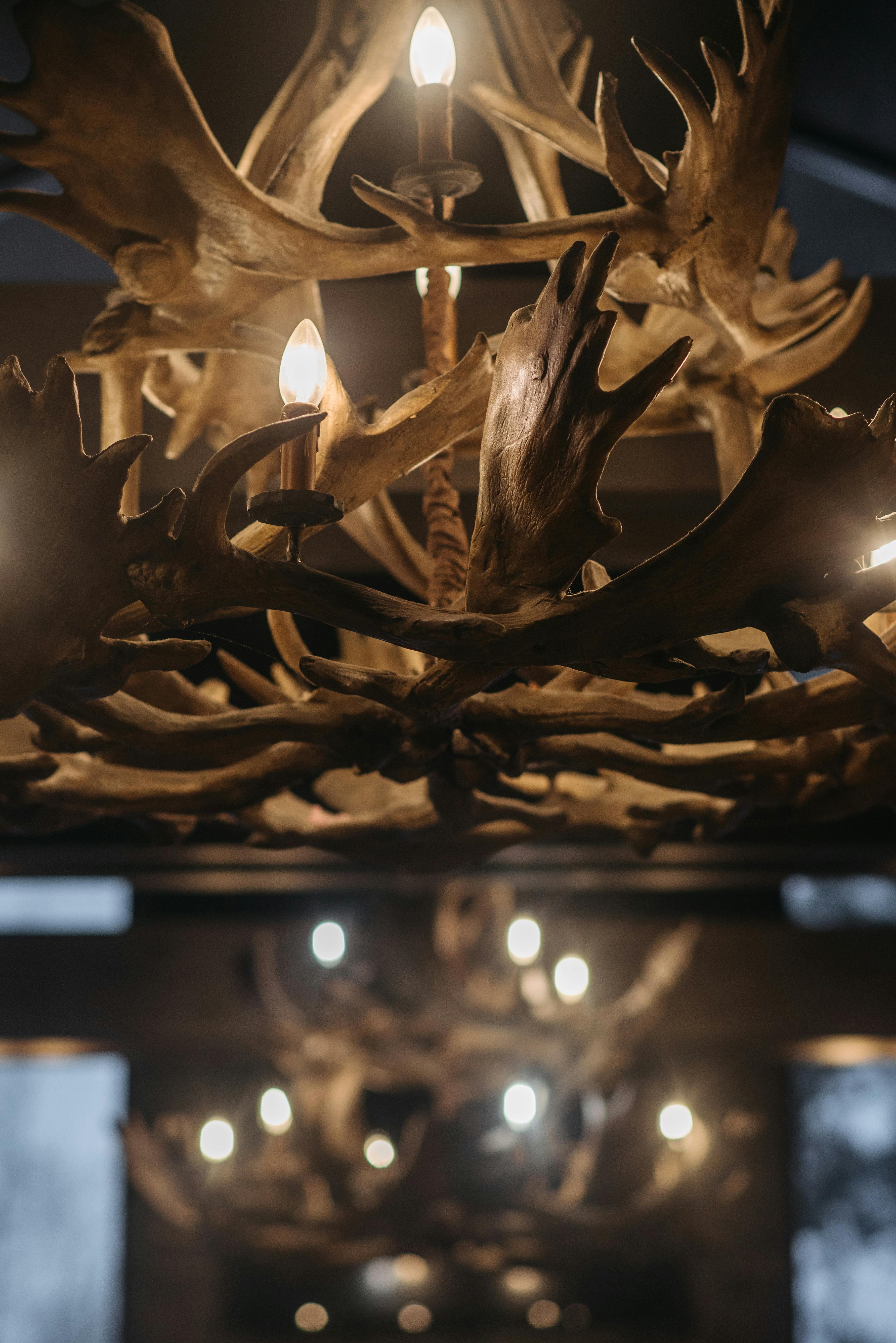 Brown Wooden Tree With Light · Free Stock Photo