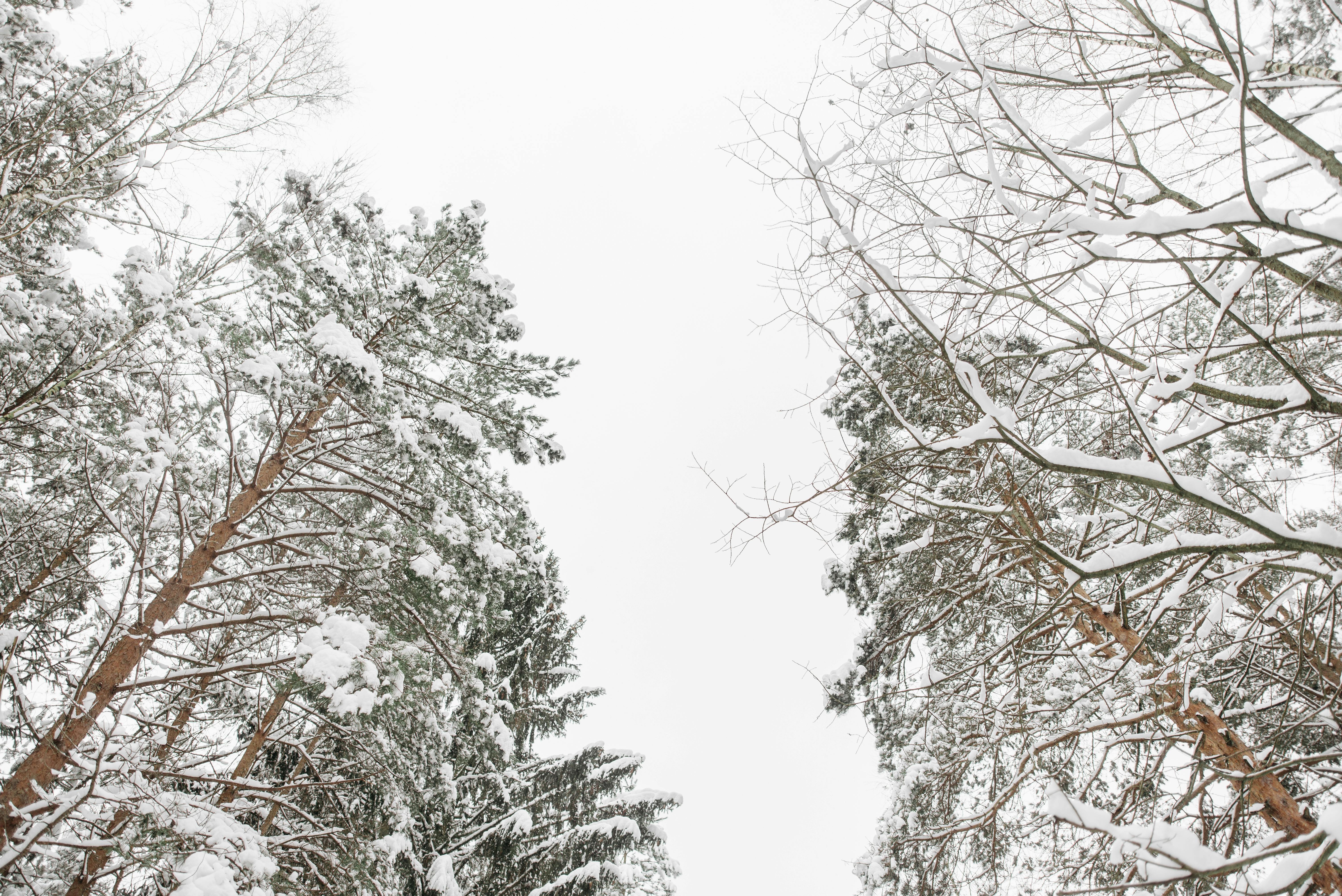 Snow Covered Trees · Free Stock Photo