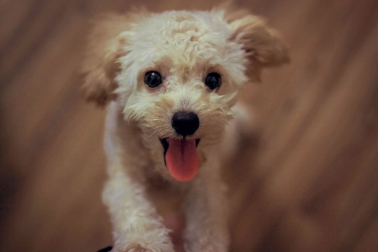 List of Dog Crossbreeds: 24 Unique Mixed-Breed Companions