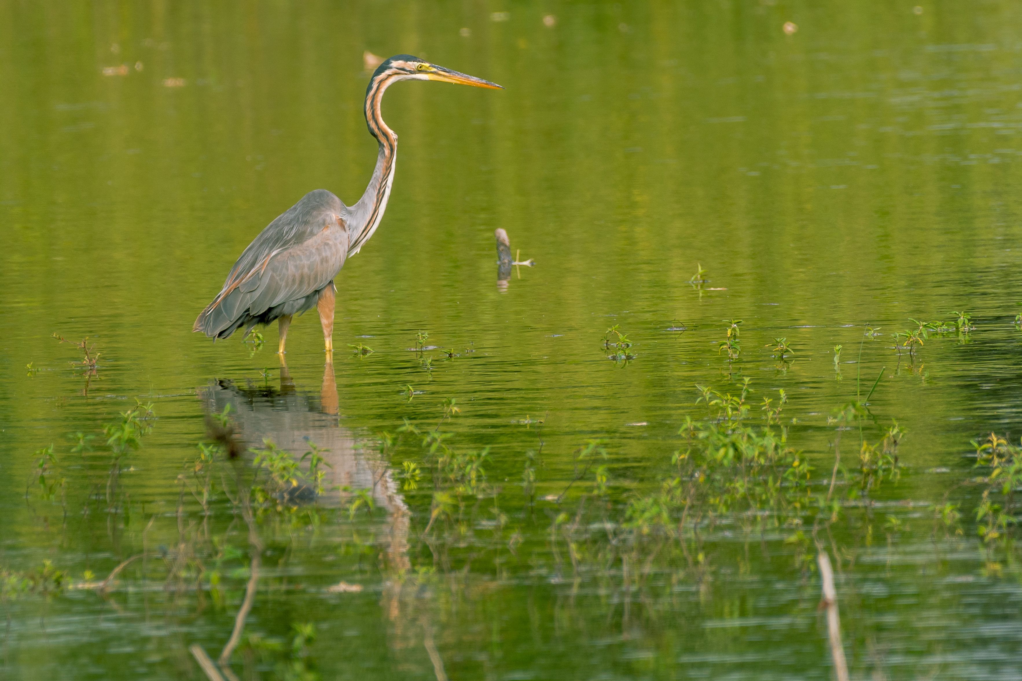 Gray Bird on Water · Free Stock Photo