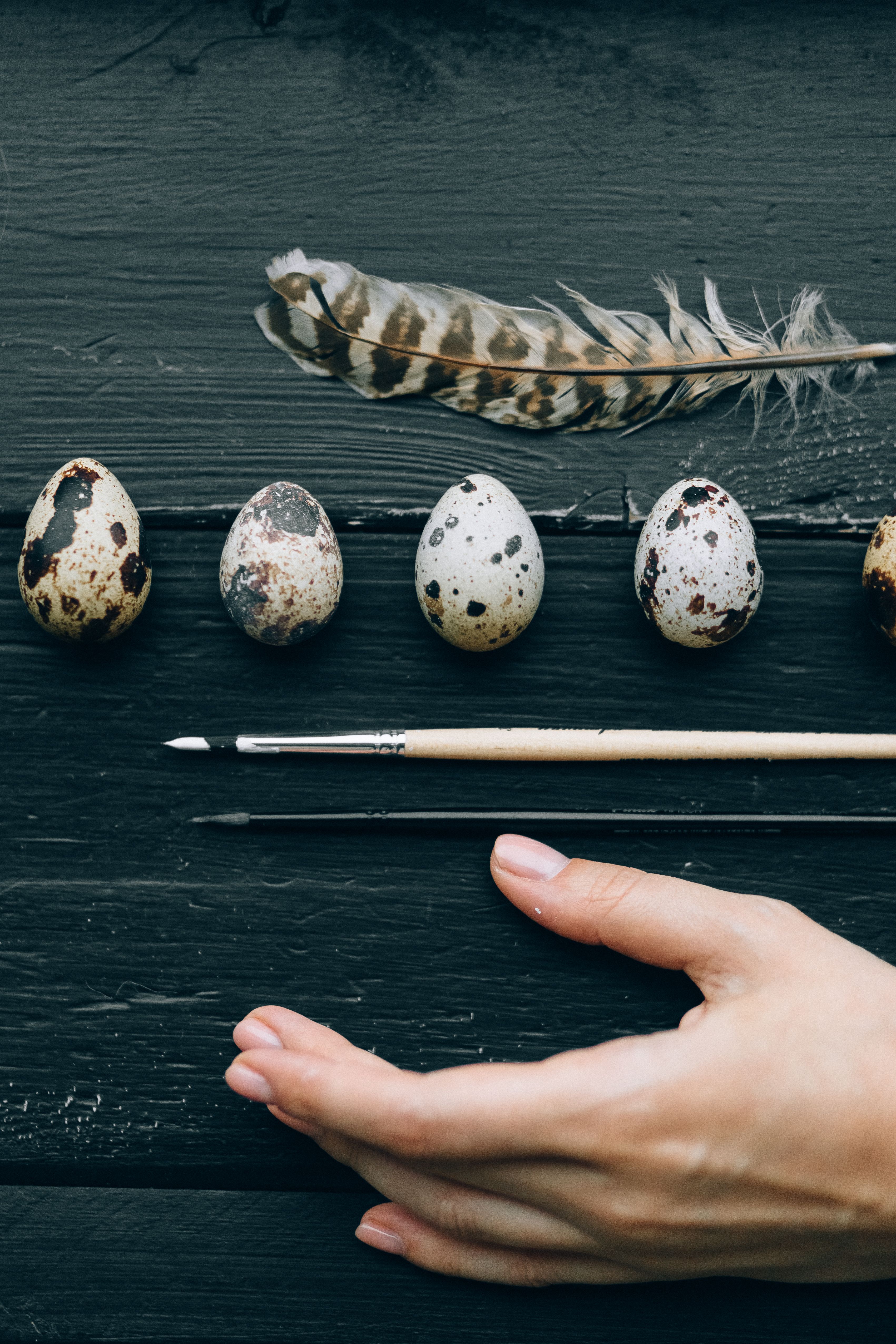 Close-Up Photography of Quail Eggs on Nest · Free Stock Photo