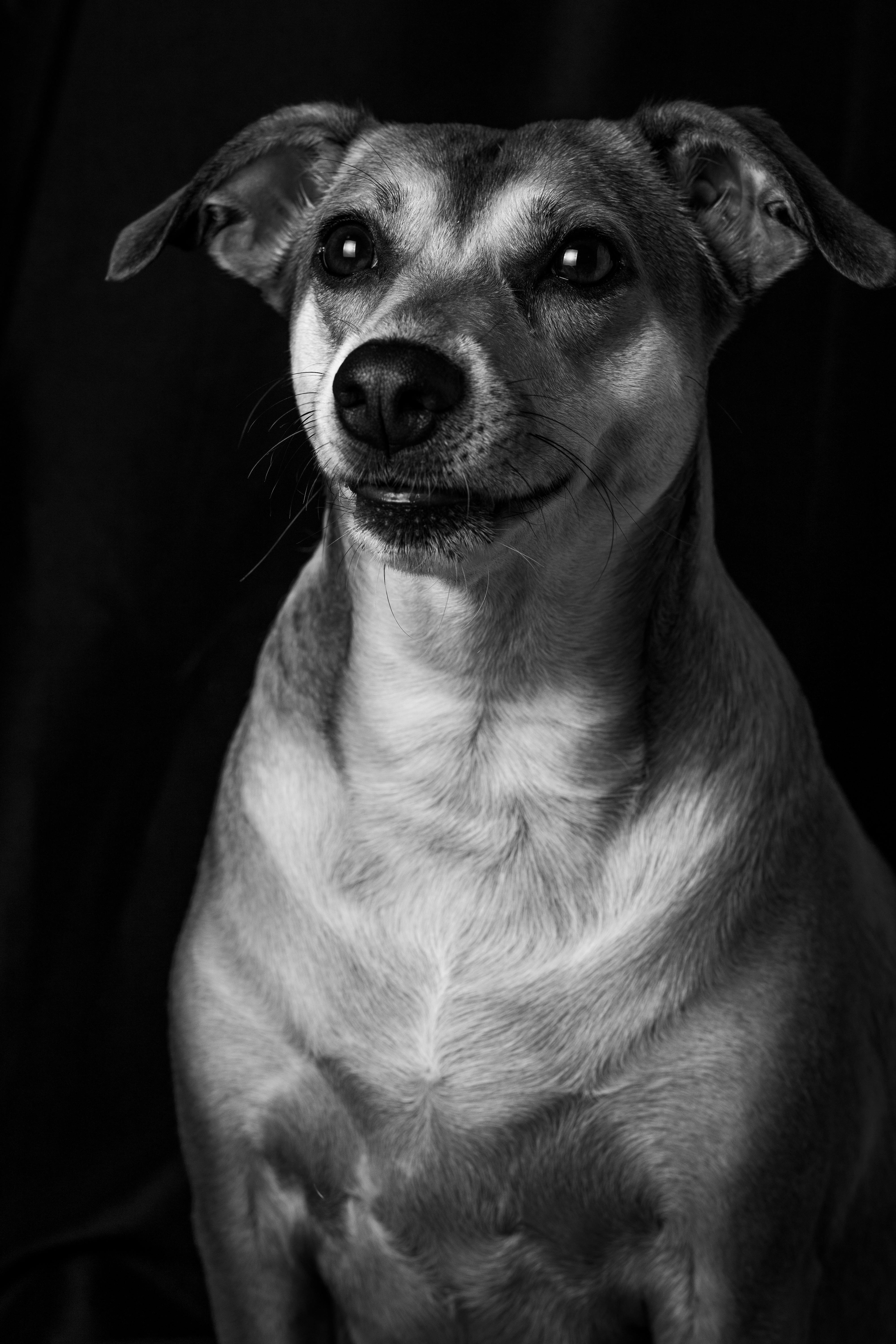 Grayscale Photo of a Dog · Free Stock Photo