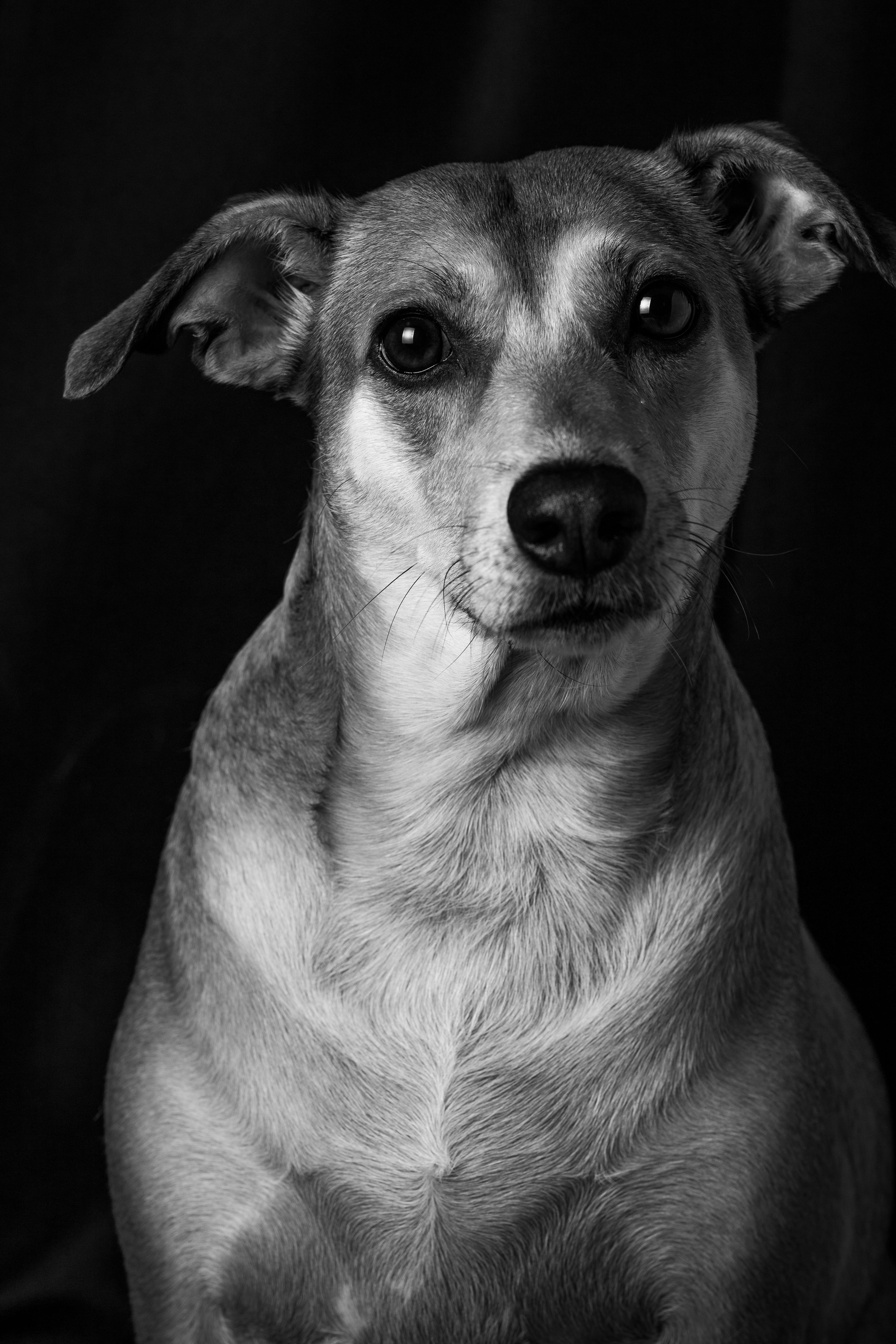 Grayscale Photo of Short Coated Dog · Free Stock Photo