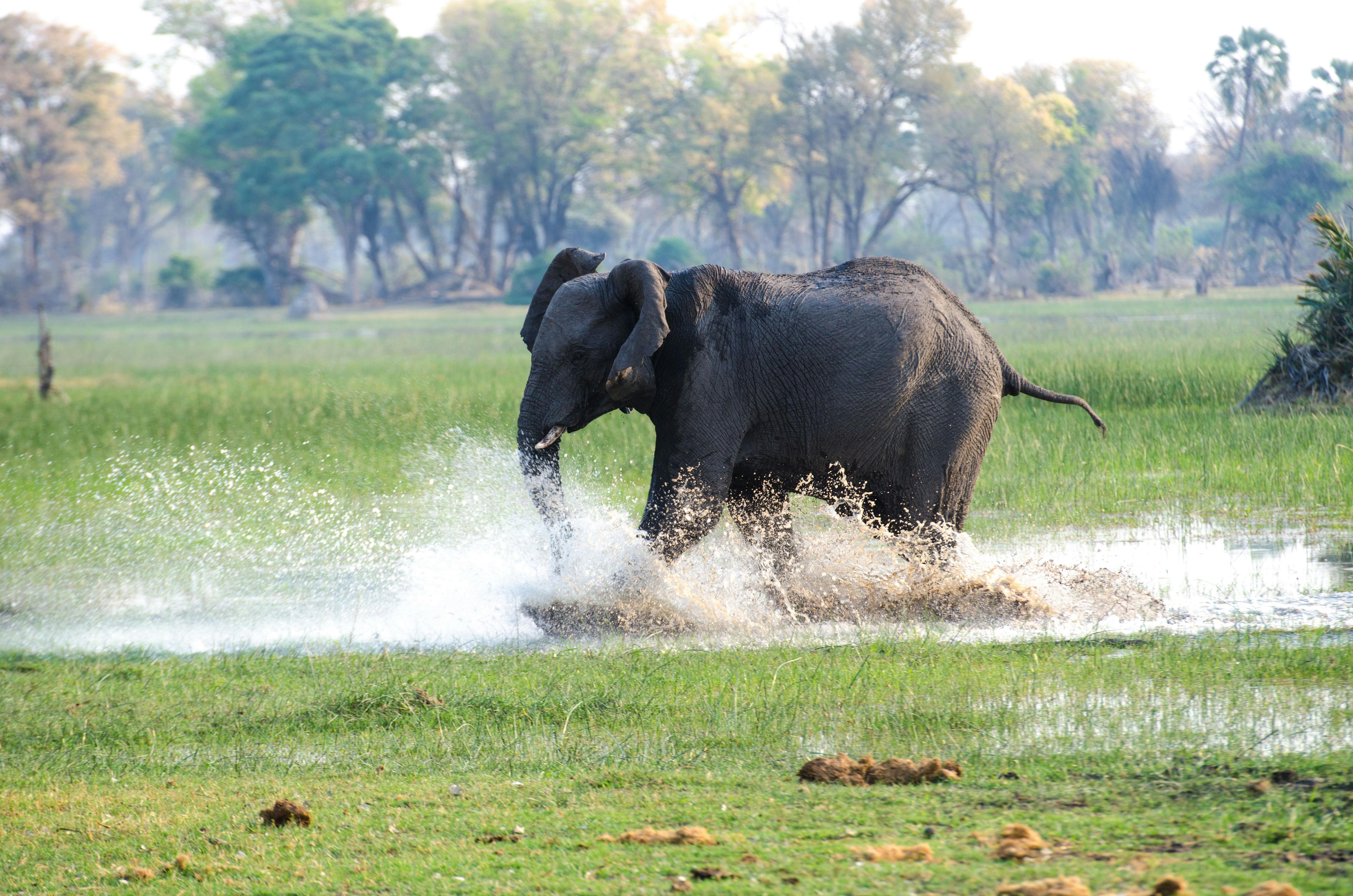 An Elephant Running in the Wild · Free Stock Photo