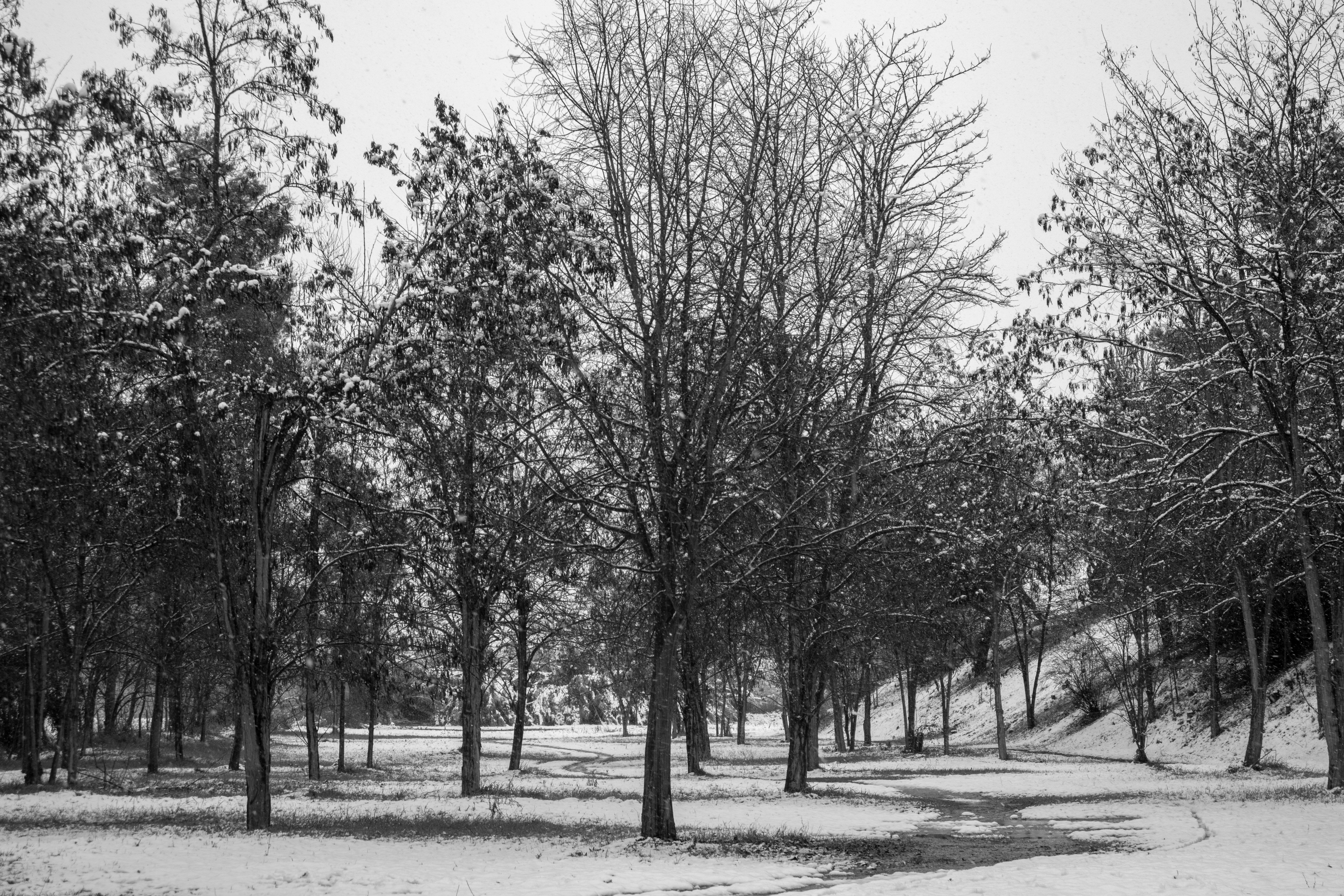 Bare Trees in Winter · Free Stock Photo
