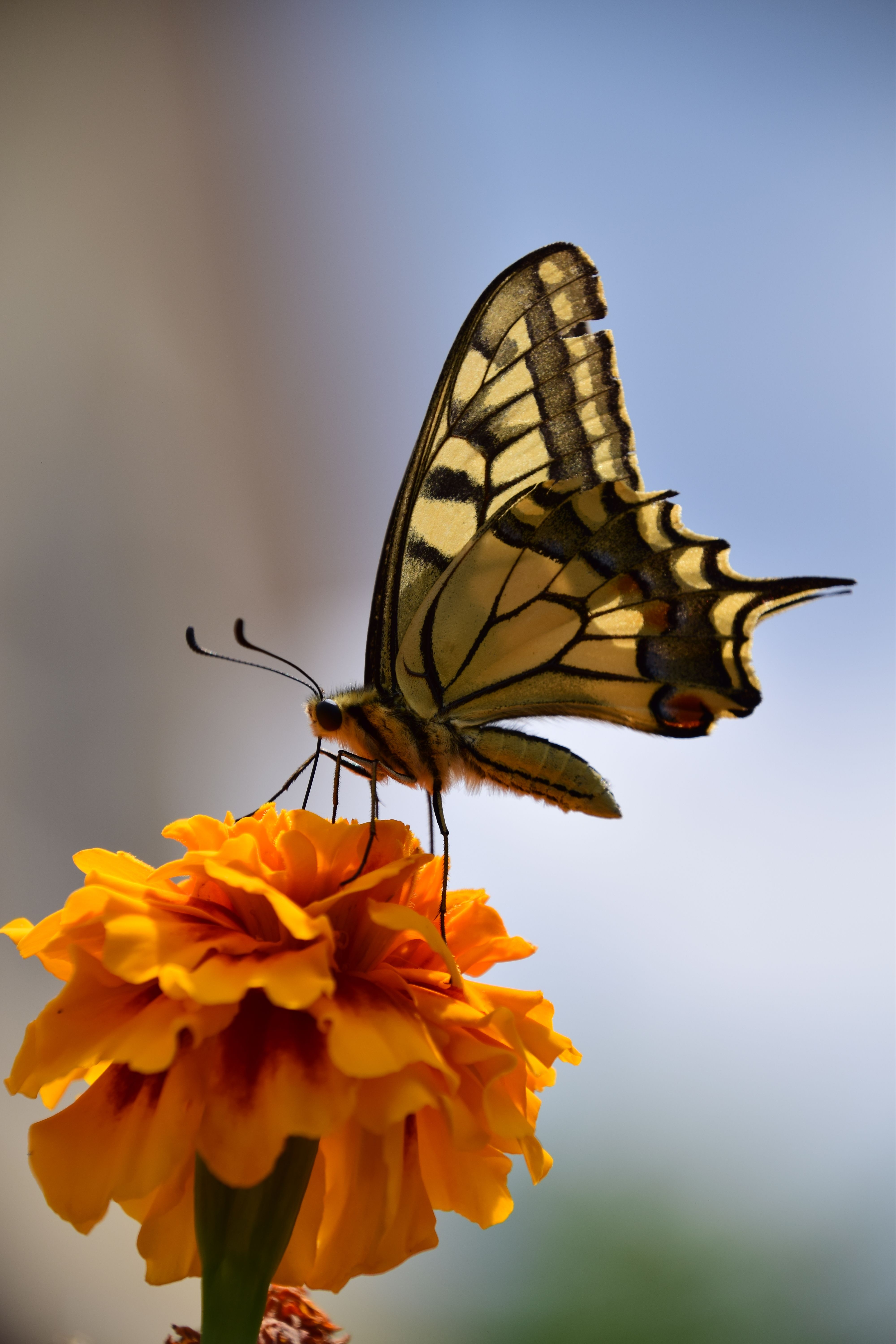 Butterfly Sitting on Flowers in Field · Free Stock Photo