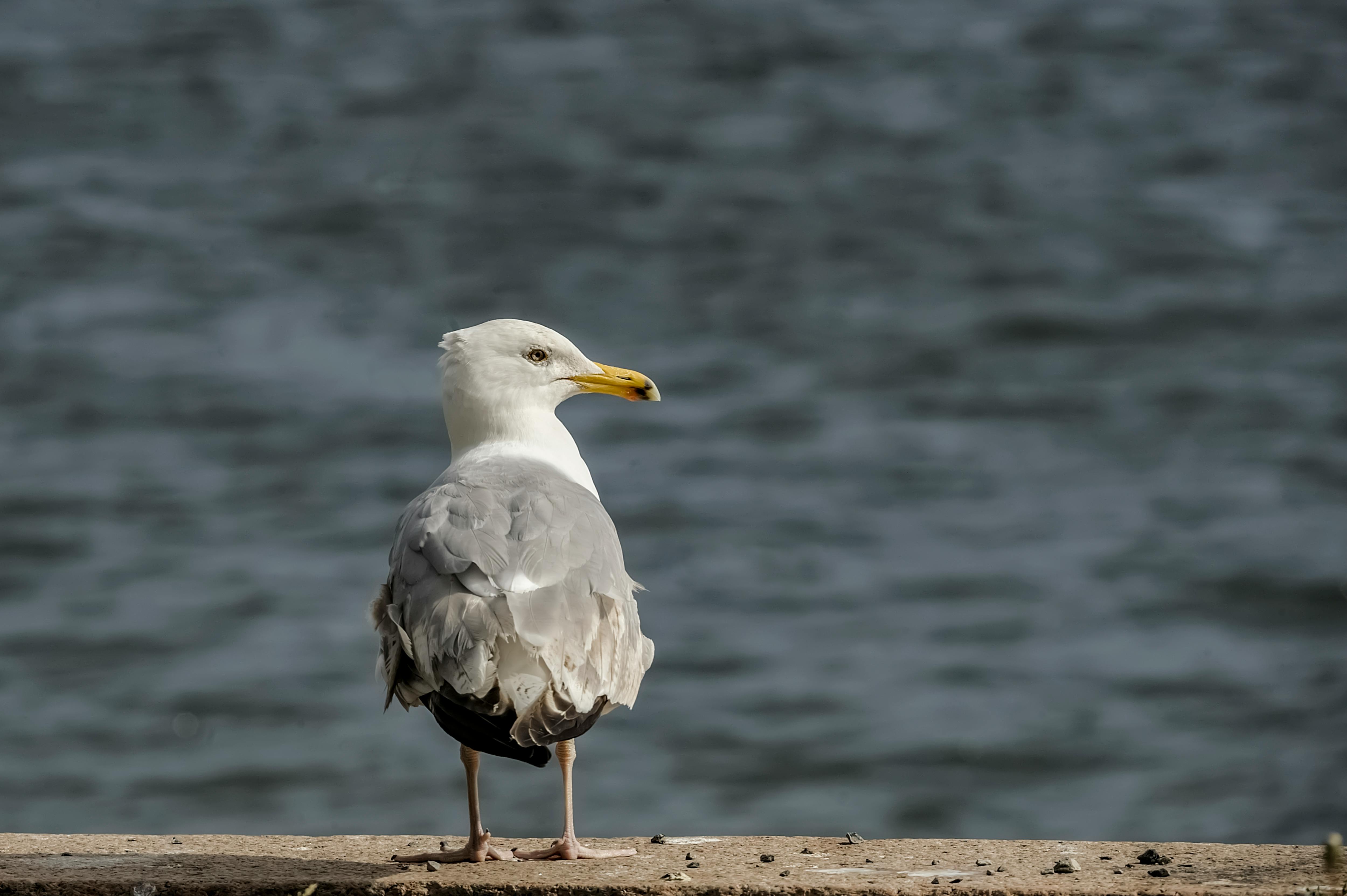 Seagull on Beach · Free Stock Photo