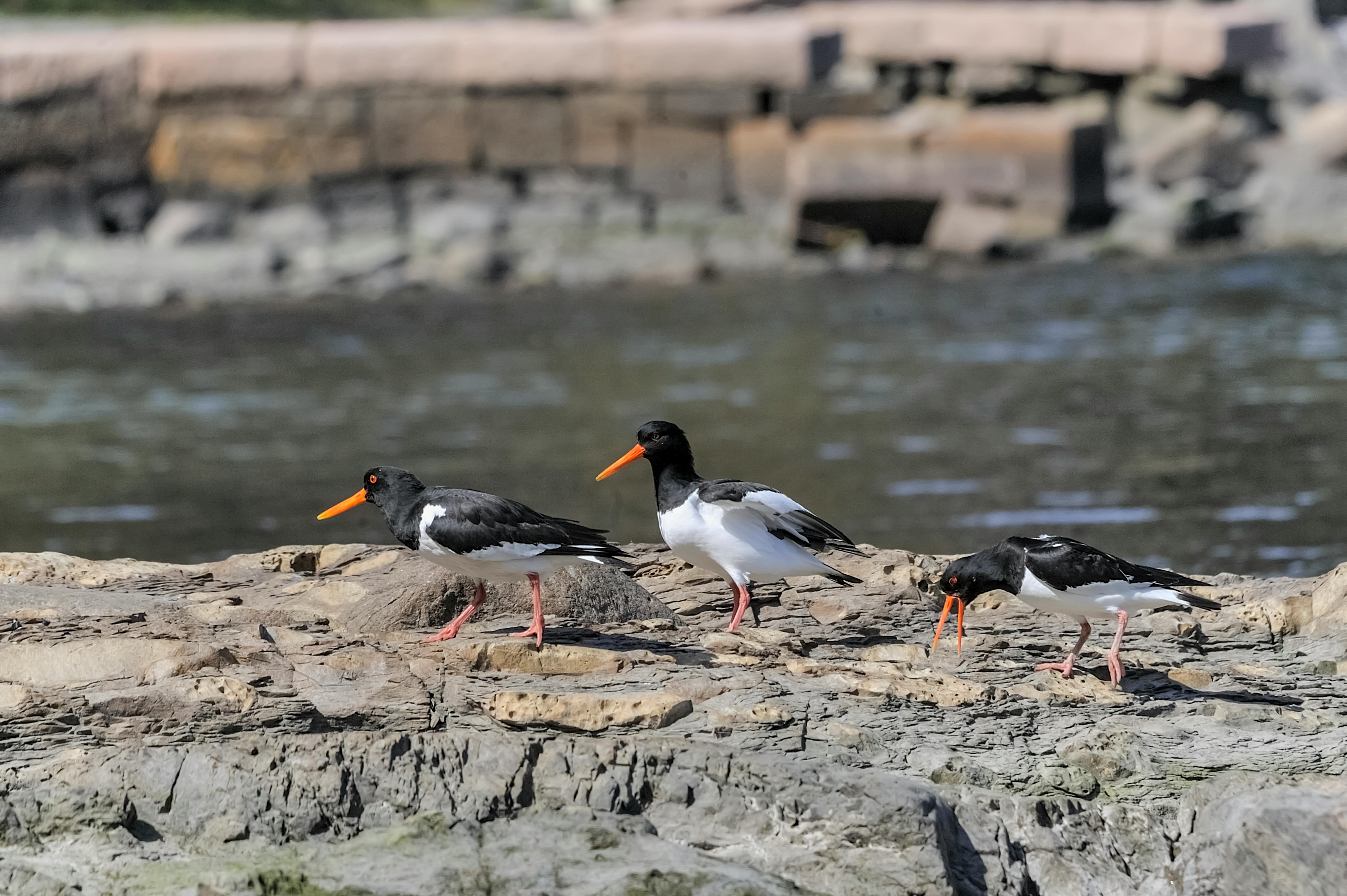 Close Up of Birds on Rocks · Free Stock Photo