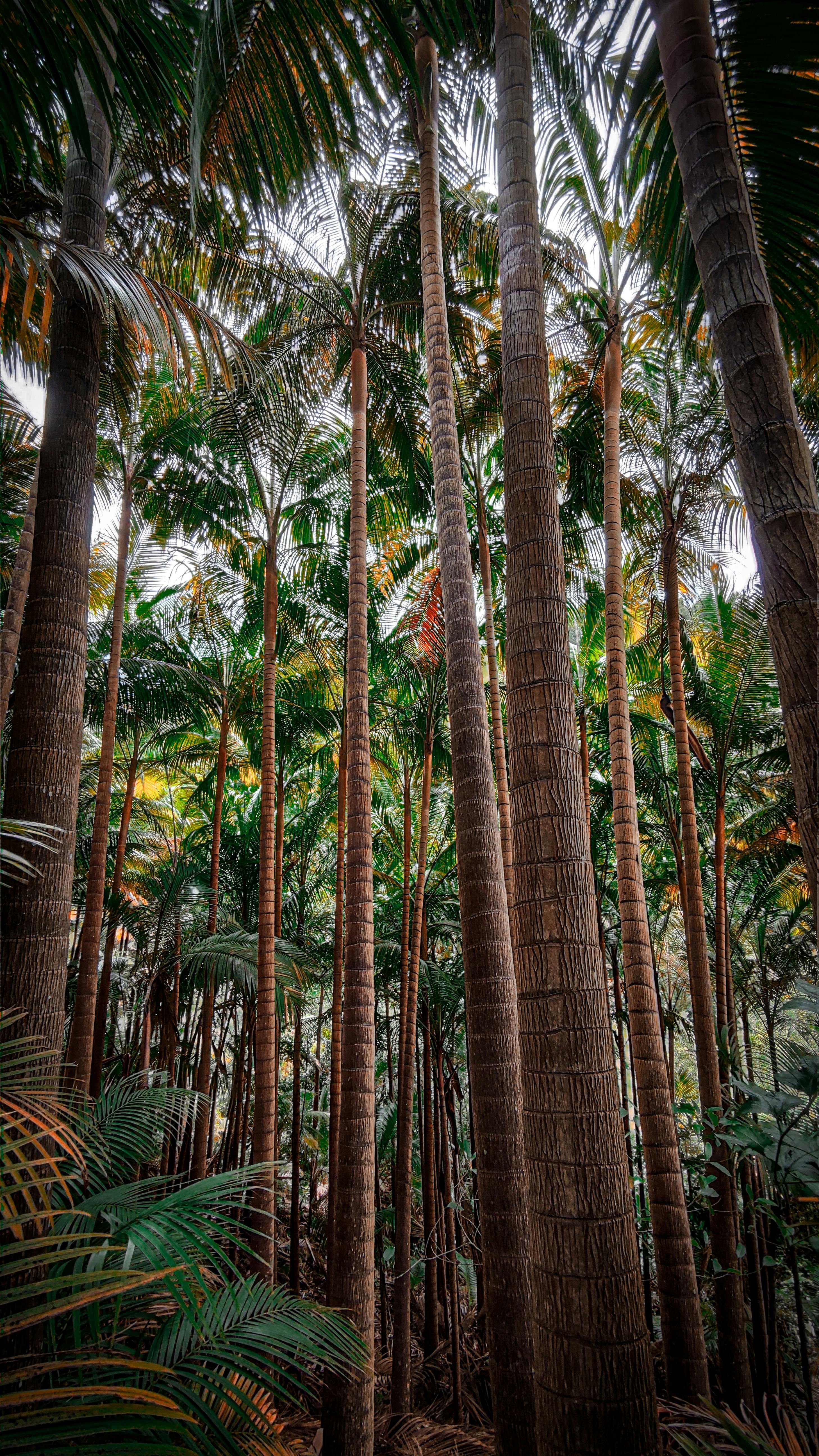 Bamboo Tree during Daytime · Free Stock Photo