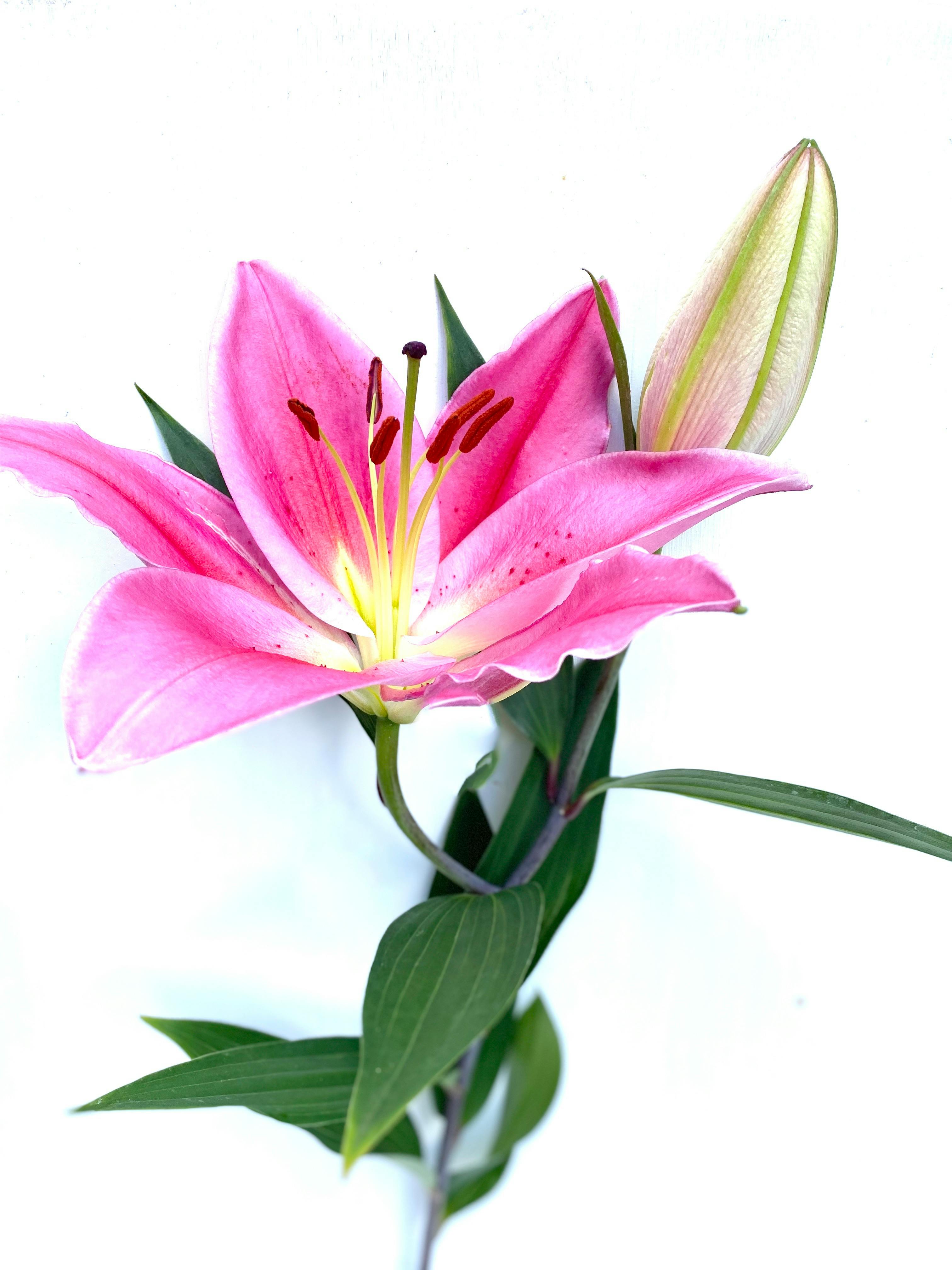 flowers 4个图片和视频，由Veronica Onyango收藏