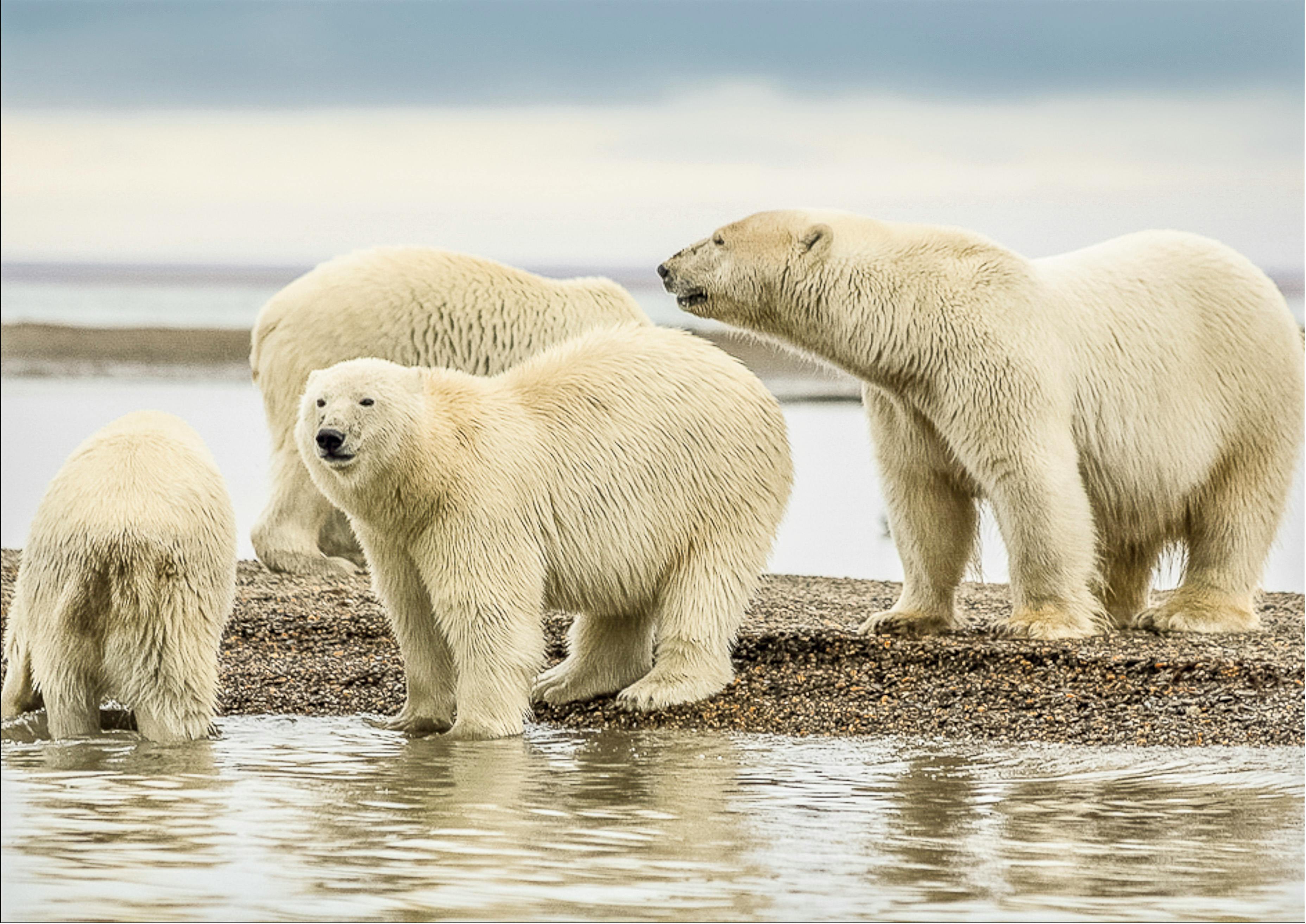 Group of Polar Bears on Shore · Free Stock Photo