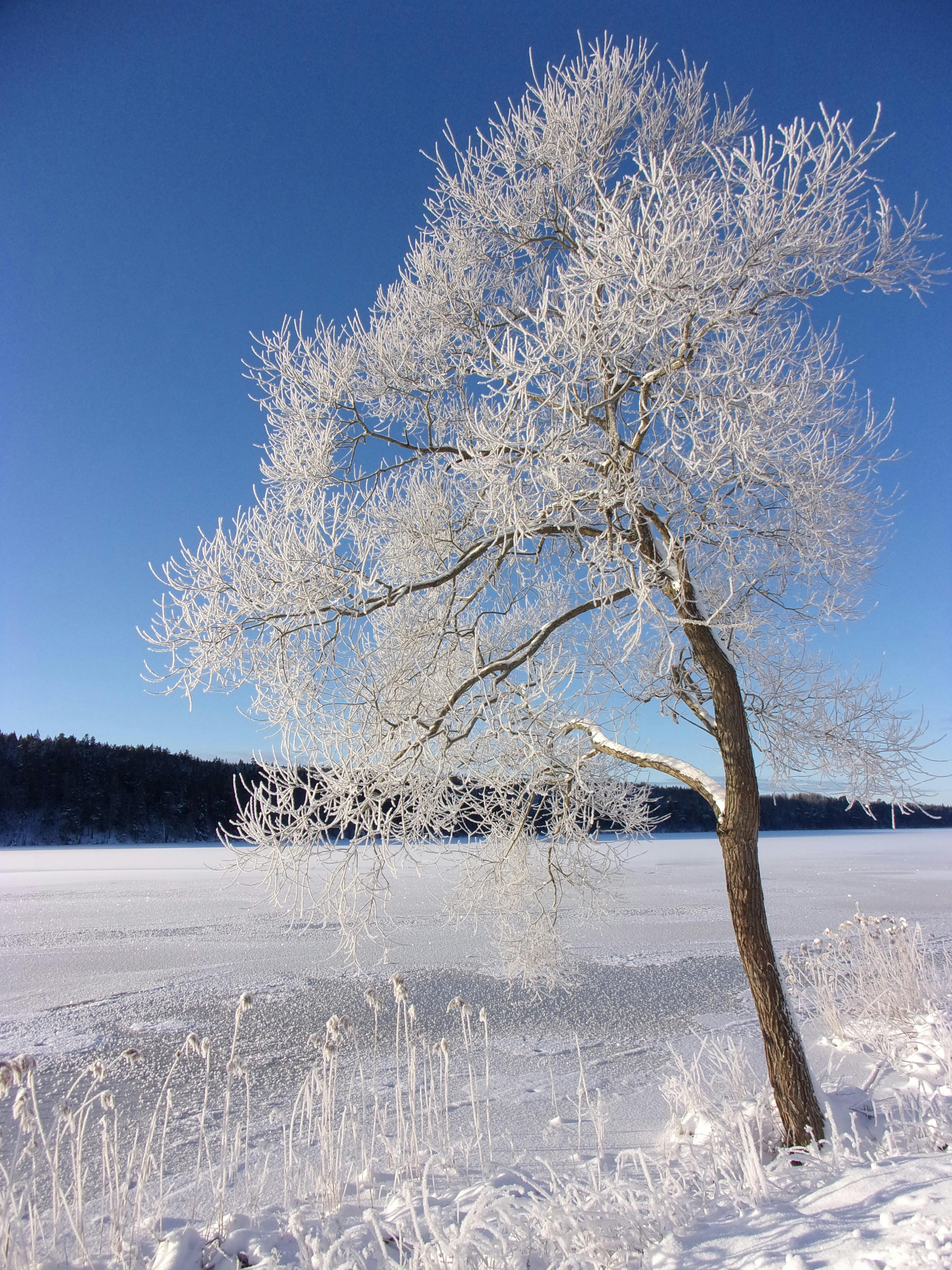 Photo of Leafless Trees · Free Stock Photo